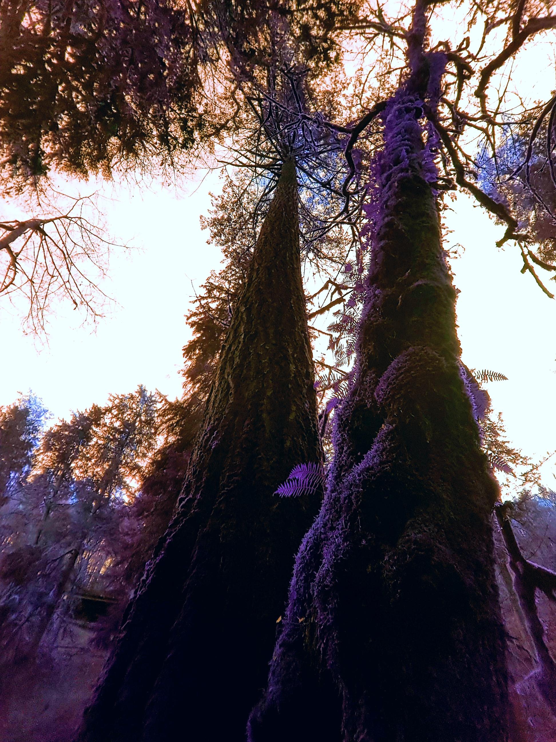 If a tree falls in the forest... | Scrolller