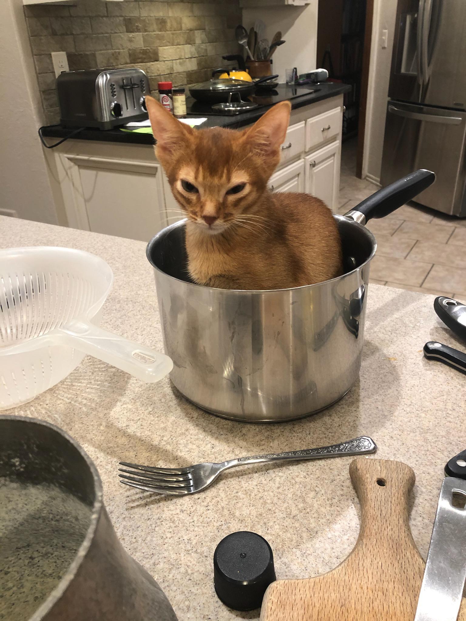 If I fits I sits (My mom's new little boy, Sam) | Scrolller