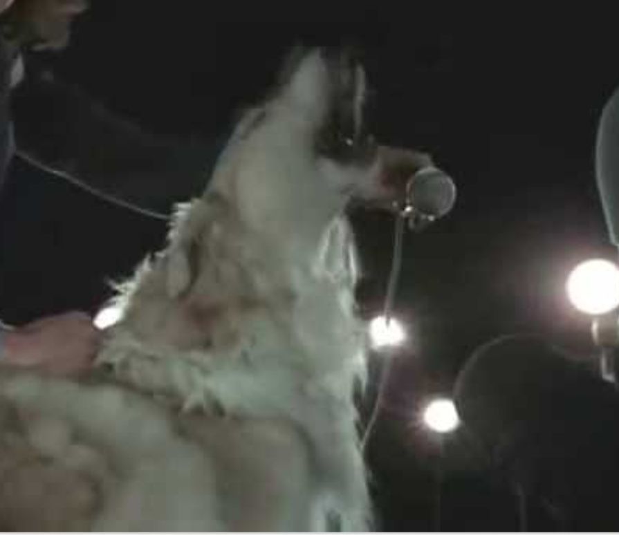 If the reunion with Apollo then what about Seamus (that's the dog) | Scrolller