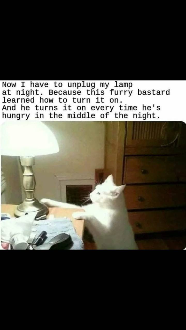 If this cat gets opposable thumbs we are doomed | Scrolller