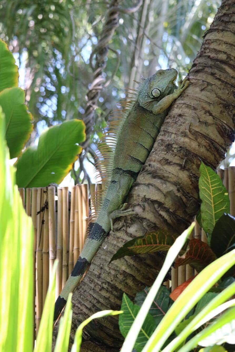 Iguana by the pool | Scrolller