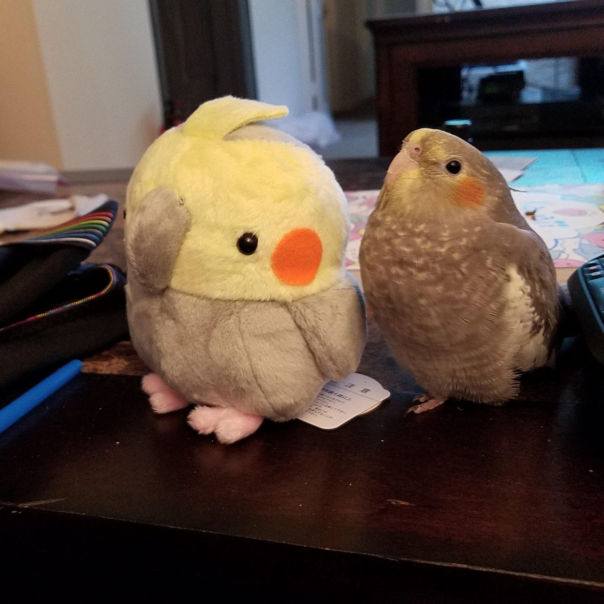 Imposter Borb. | Scrolller