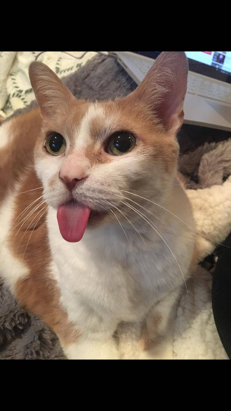 In celebration of his successful tooth surgery, here’s Charlie’s best blep! | Scrolller