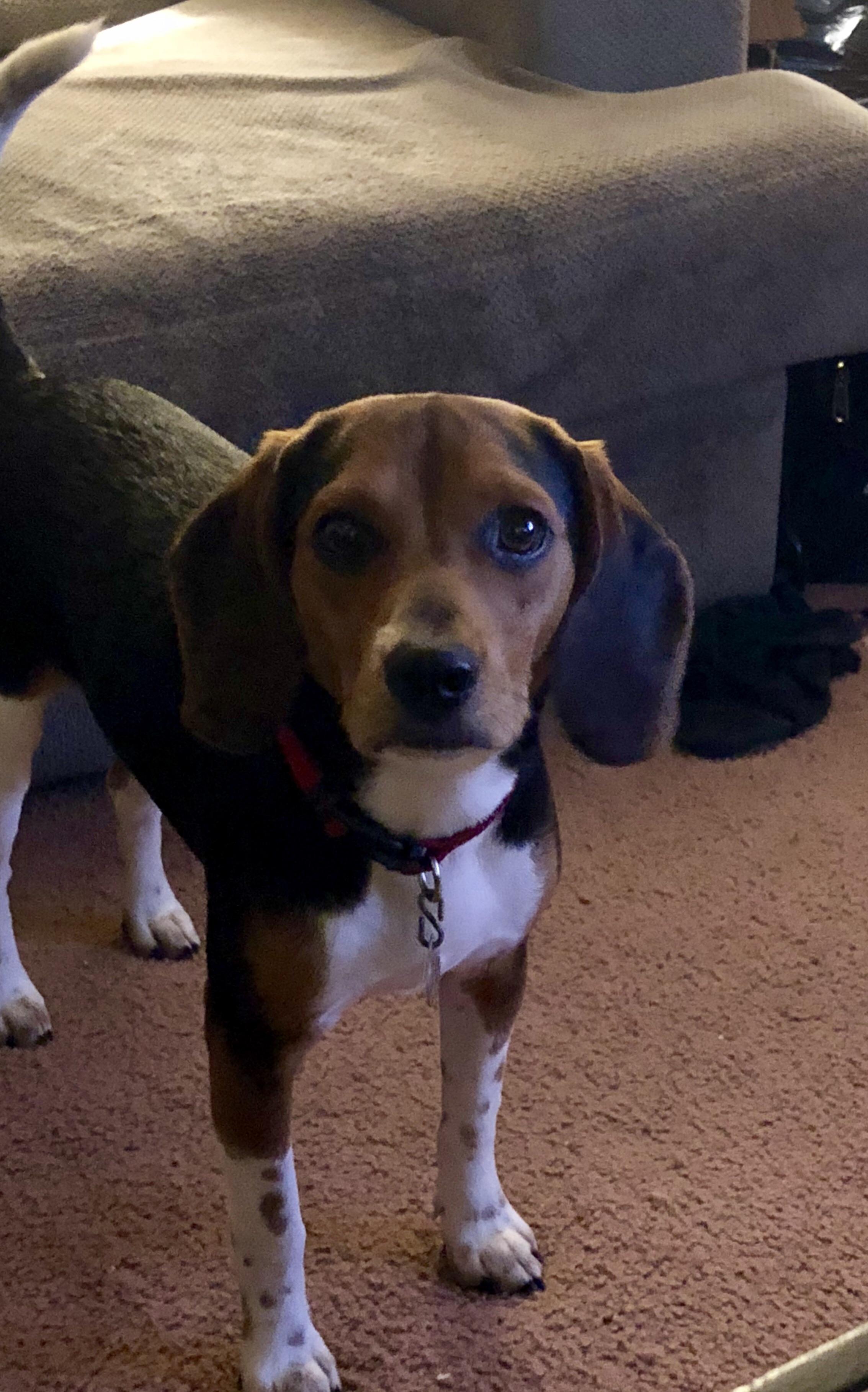 In Memory of Snoopy | Scrolller