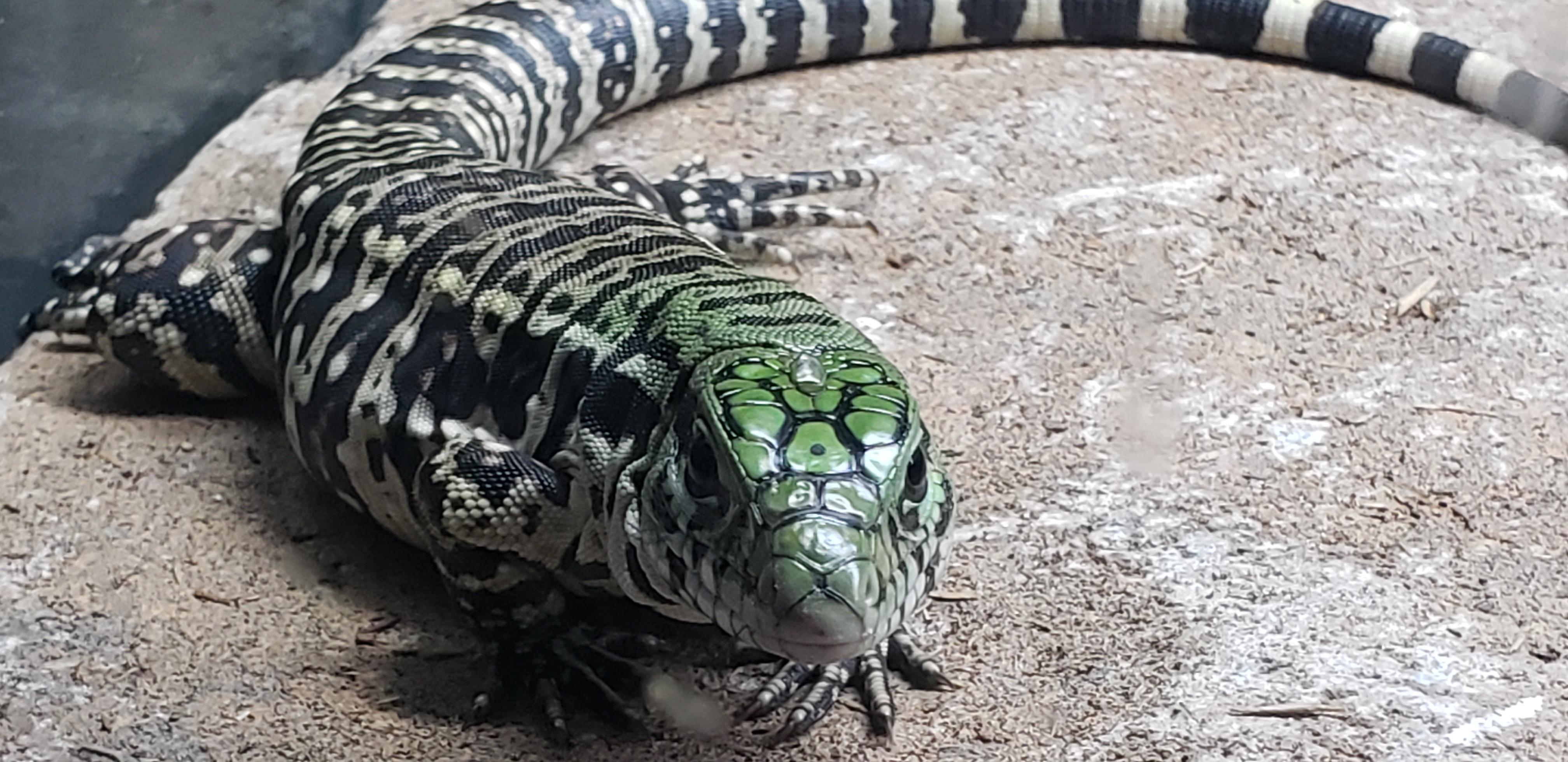 In need of taming tips | Scrolller