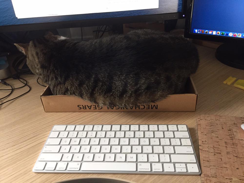In the battle between the keyboard and the box, apparently box wins. This is a good omen for ...