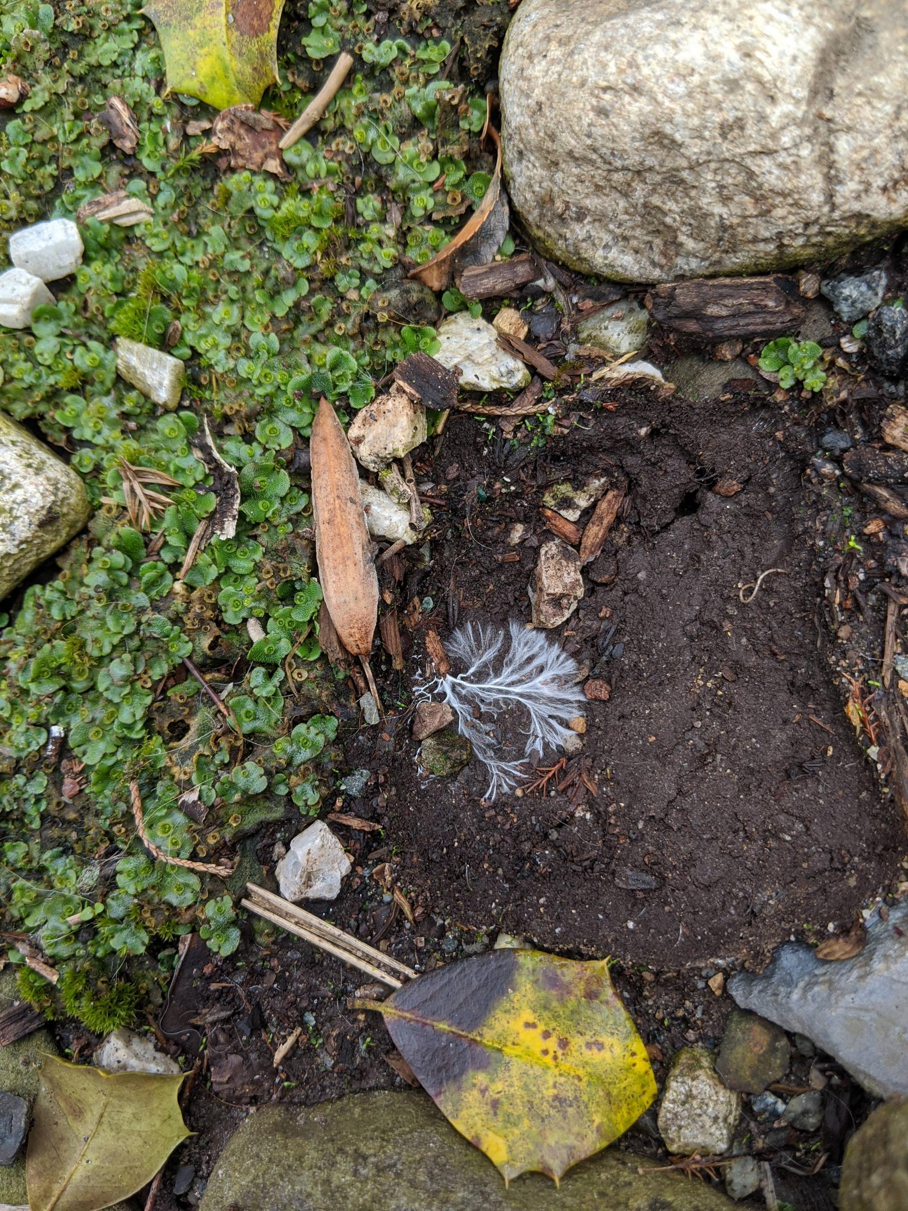 Incredible mycelium from under a stone | Scrolller