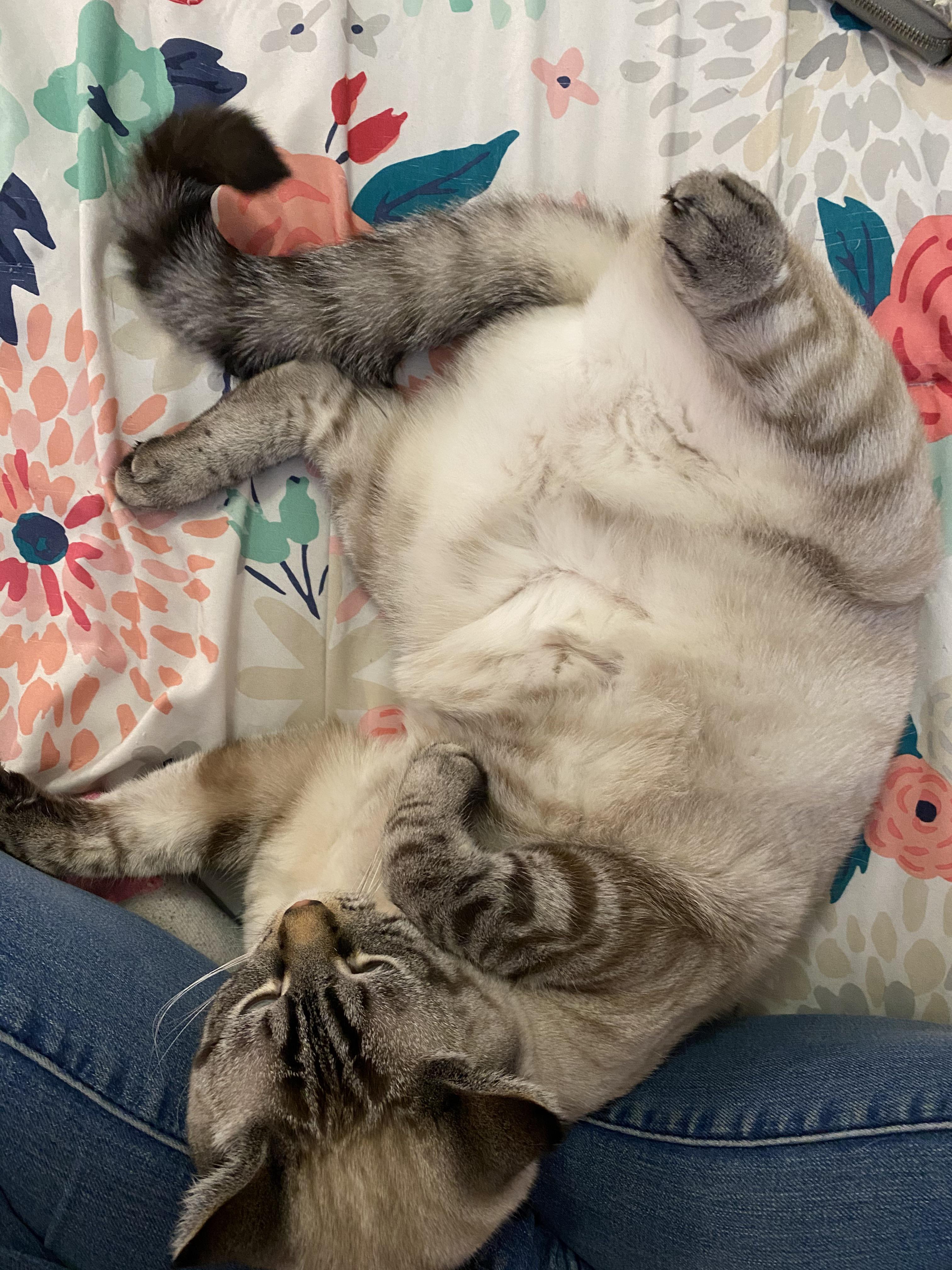 Incredibly hard to not rub that tum | Scrolller