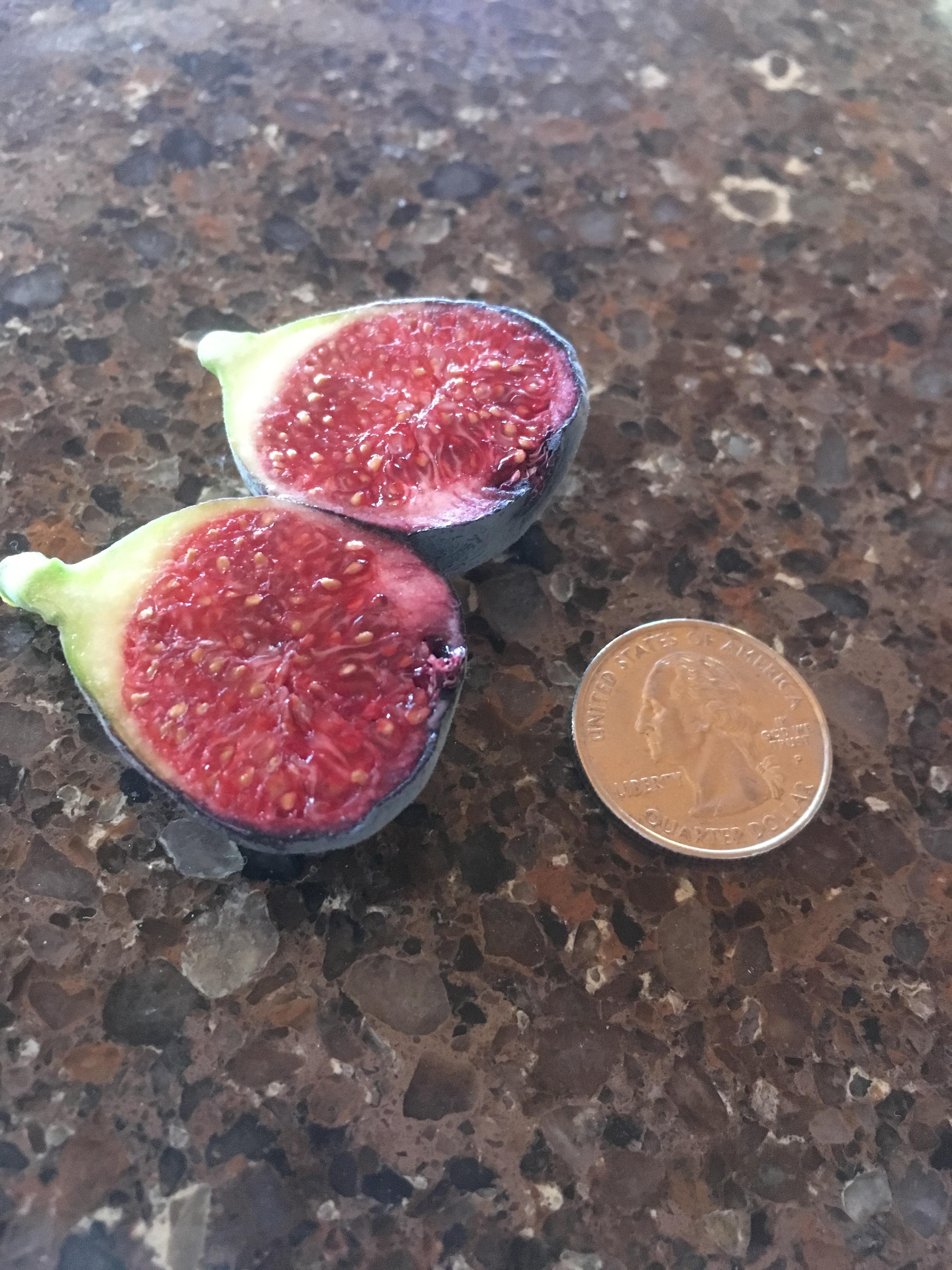 Indoor LED figs | Scrolller