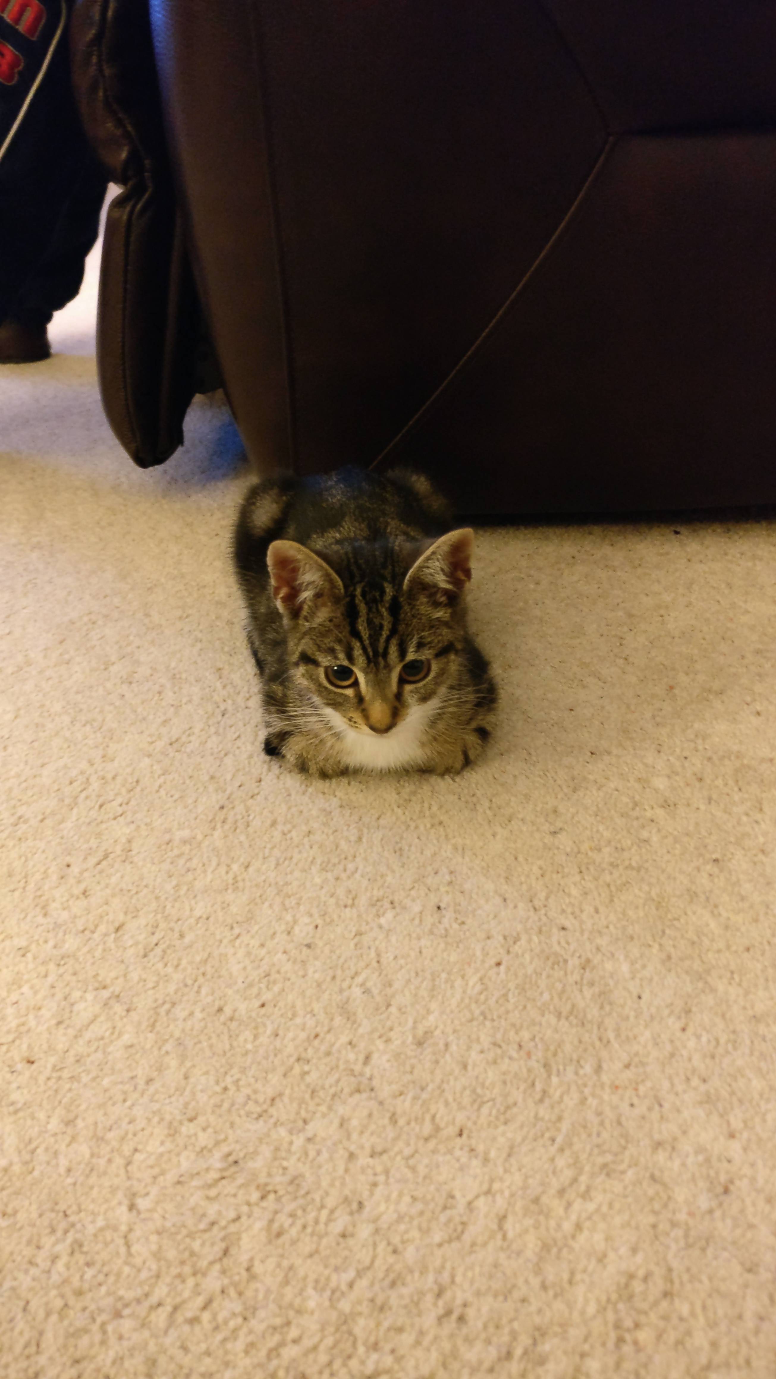 Innocent loaf | Scrolller