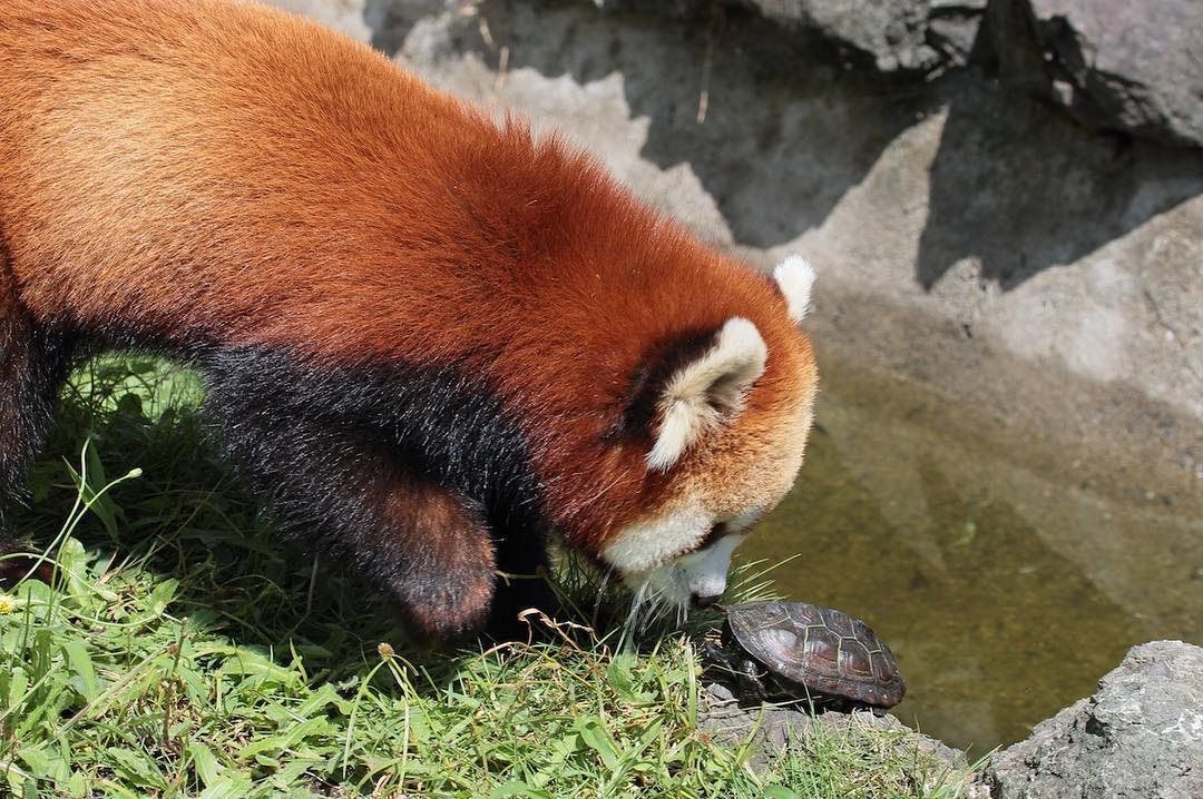 Inquisitive Panda | Scrolller