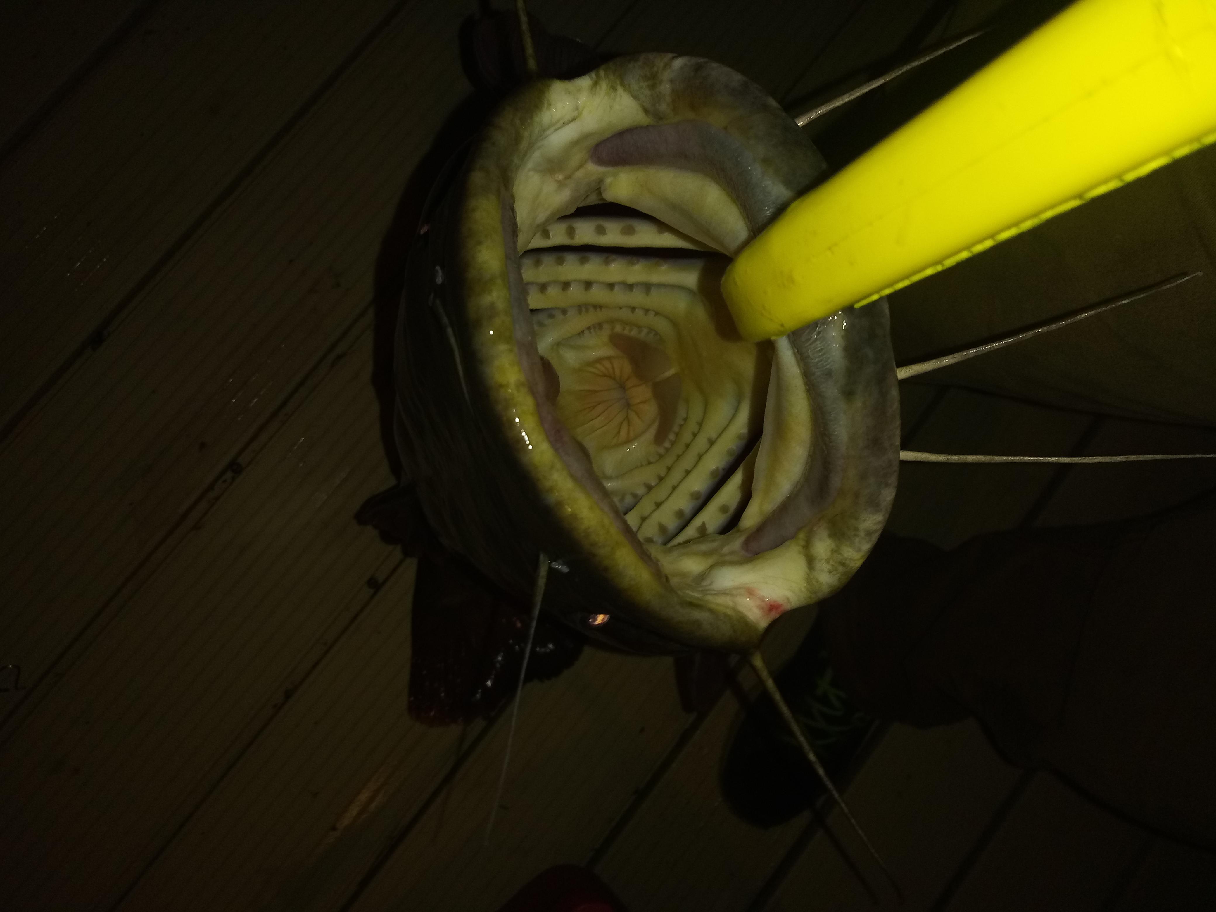 Inside a flathead | Scrolller