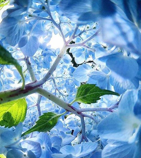 Inside a Hydrangea | Scrolller