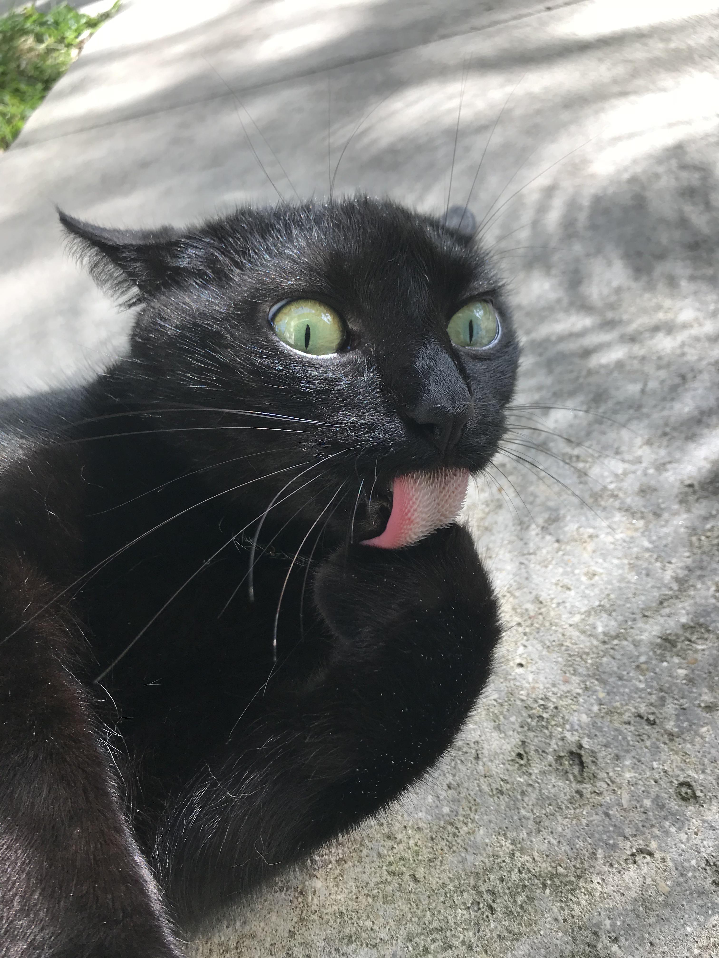 Interrupted mid-lick | Scrolller