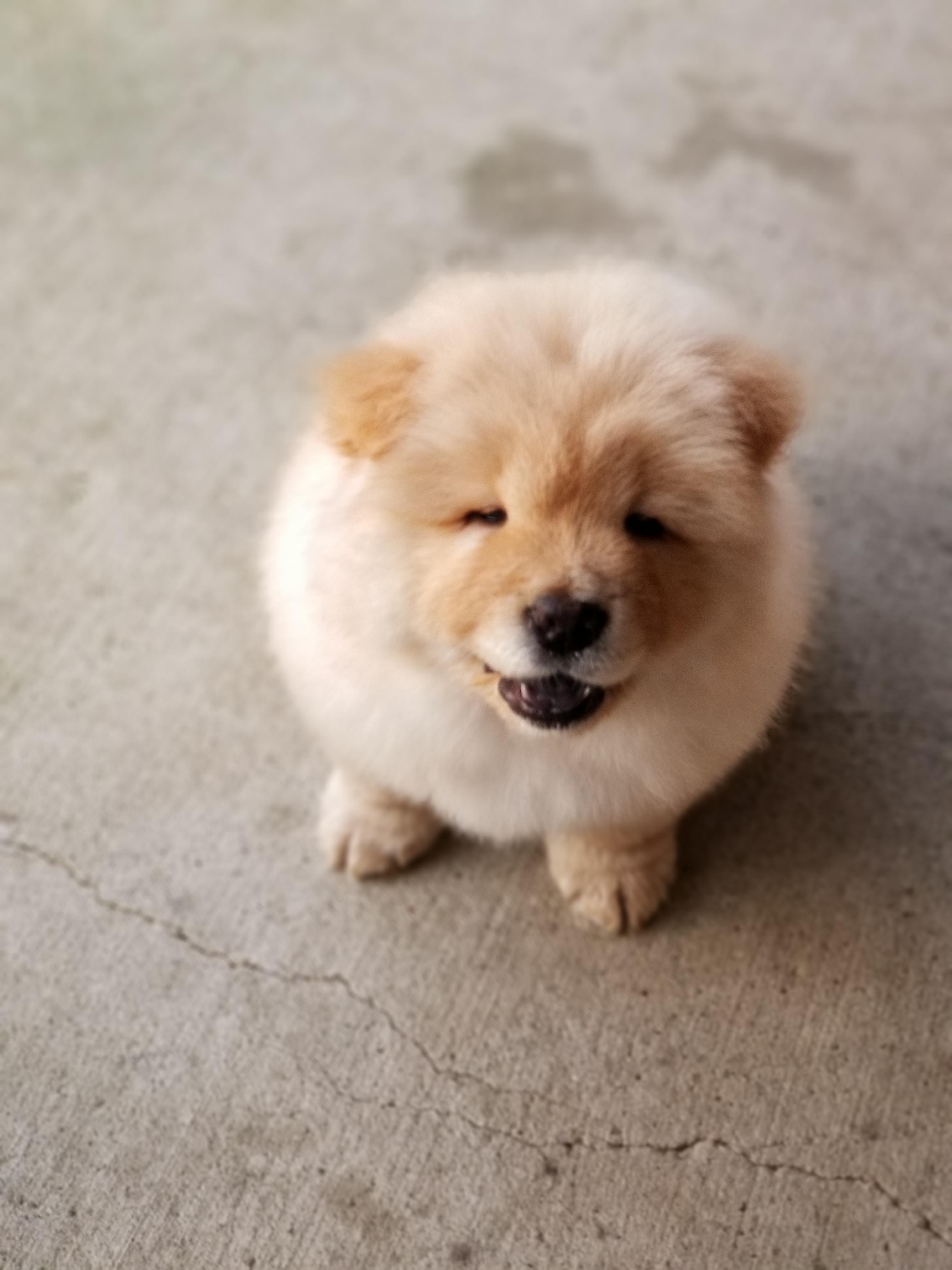 Introducing, Atlas! Just picked him up today and so in love | Scrolller Introducing, Atlas! Just picked him up today and so in love | Scrolller