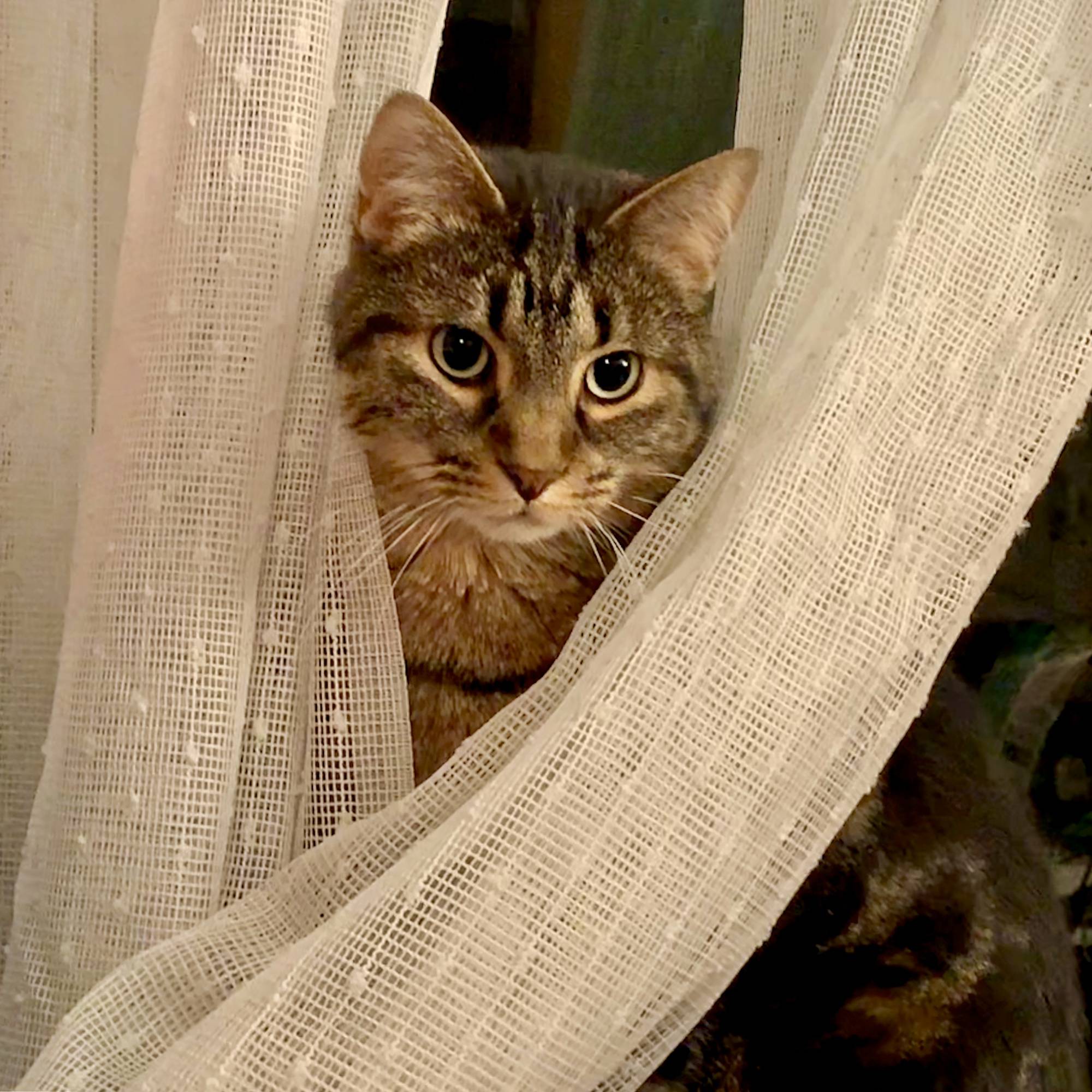 Introducing Mme Bumblebee | Scrolller