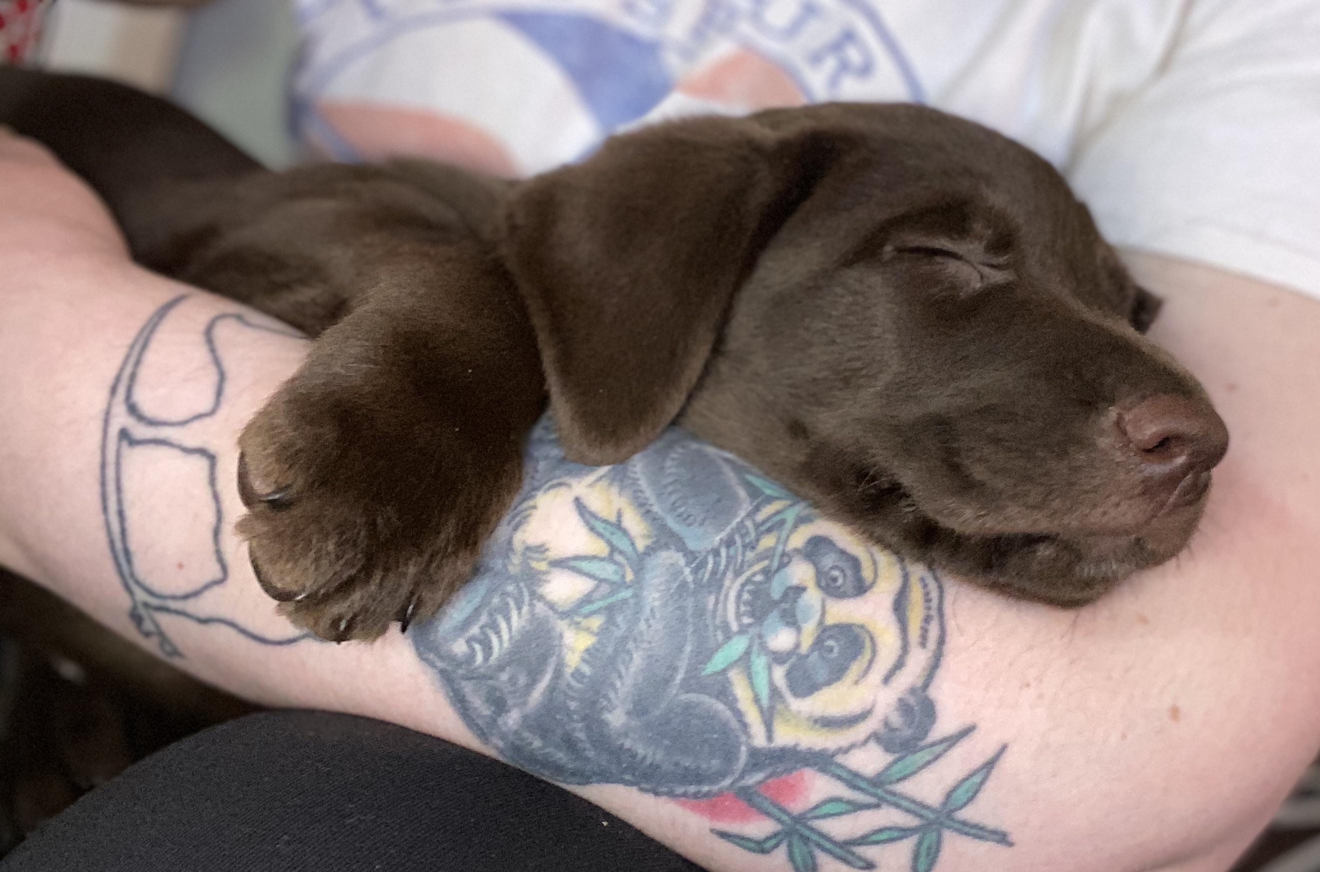 Introducing Moose Scrolller