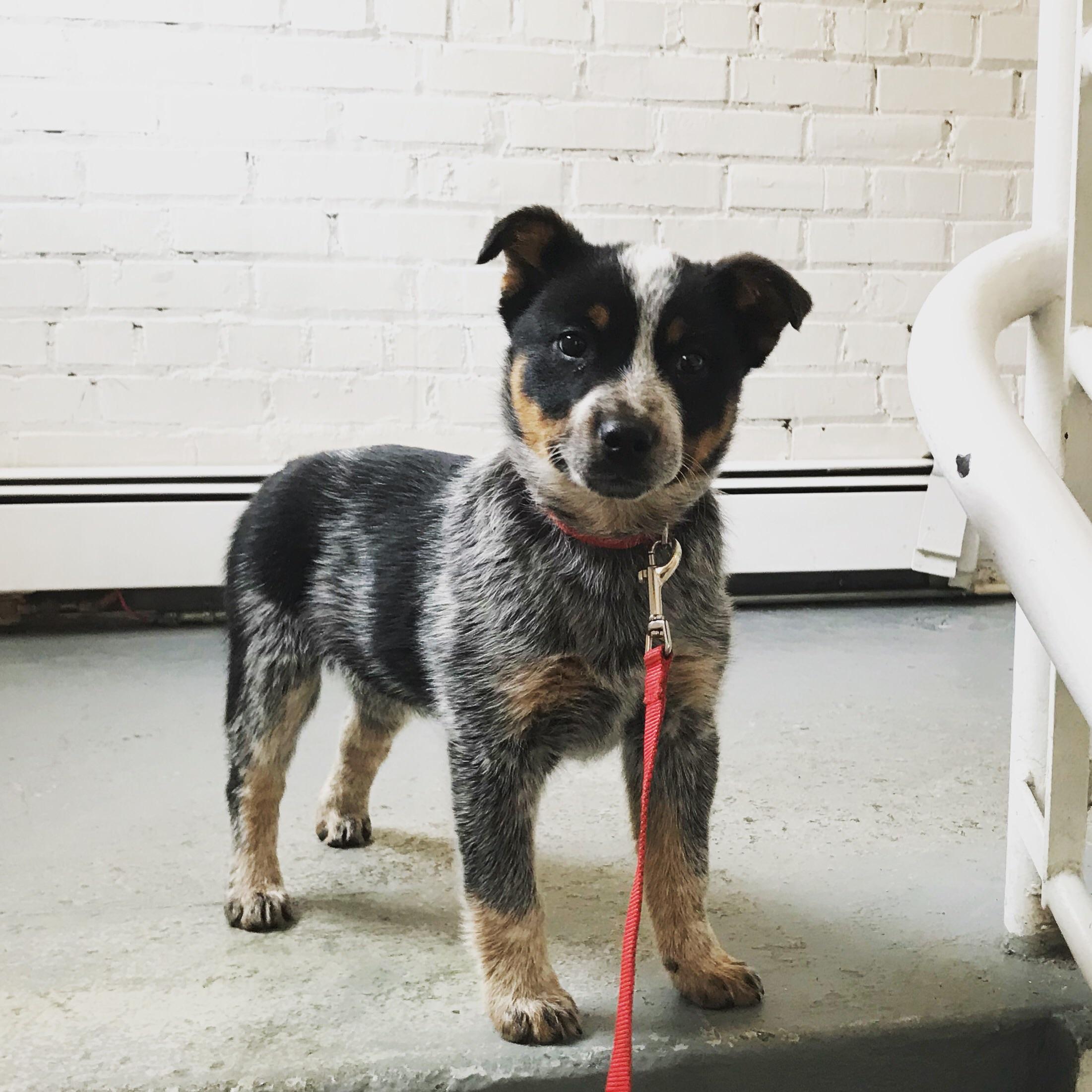 Introducing Myra, 12 week old female trouble-maker! | Scrolller