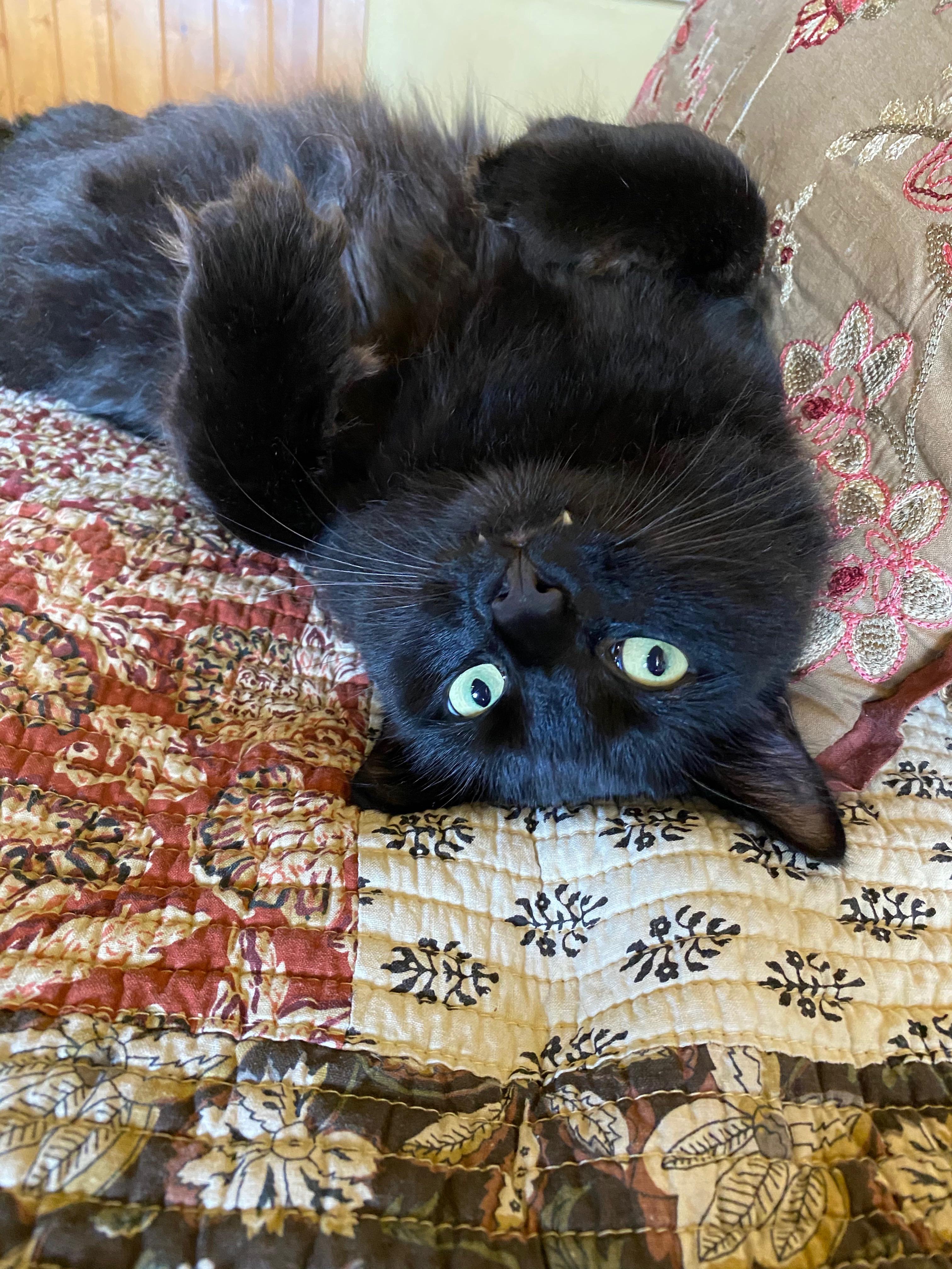 Introducing pico de gato | Scrolller