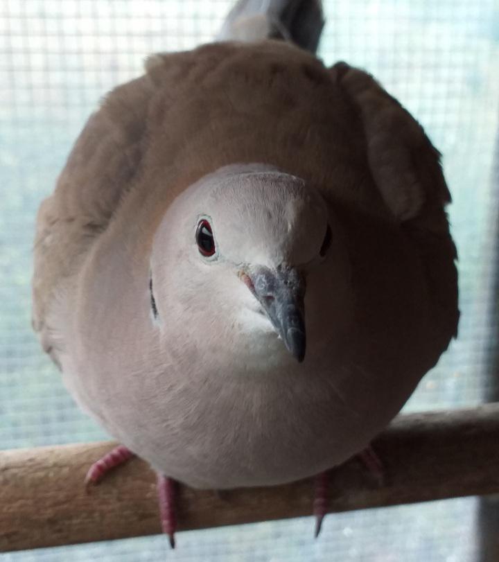 Introducing you my rotund orb | Scrolller