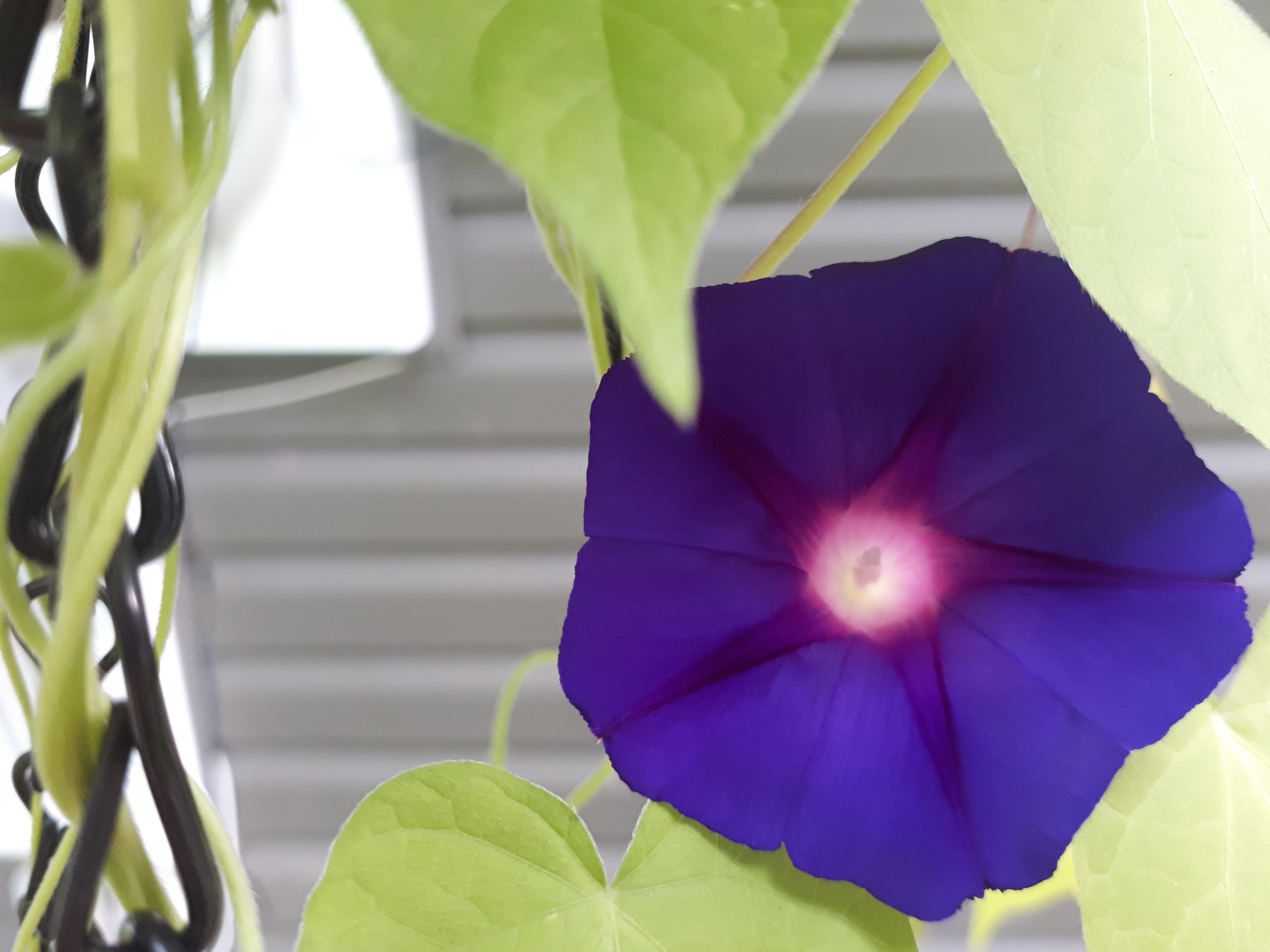 Ipomoea Tricolor Dark Bloom🌱 | Scrolller