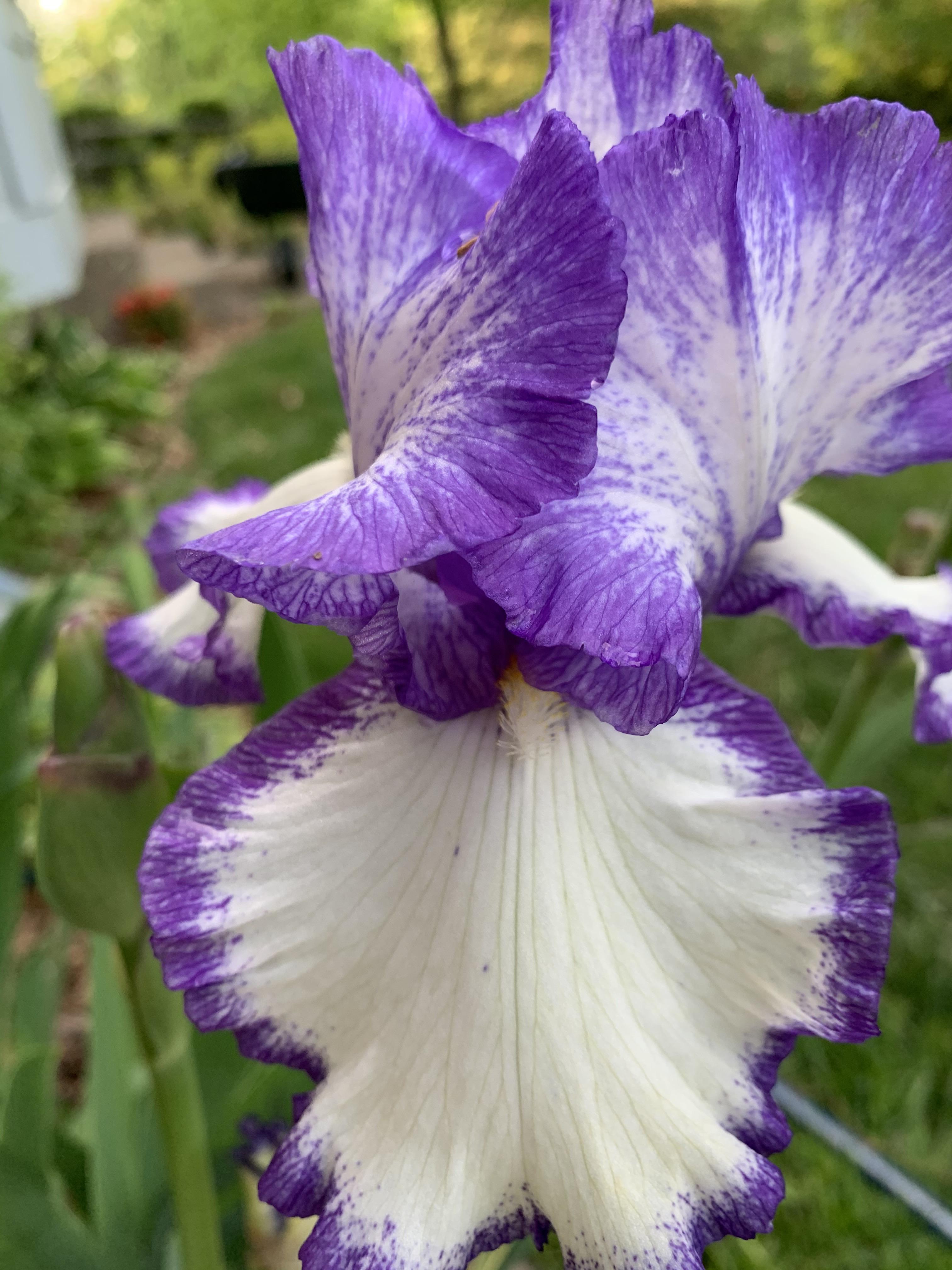 Iris bloom zone 6b | Scrolller