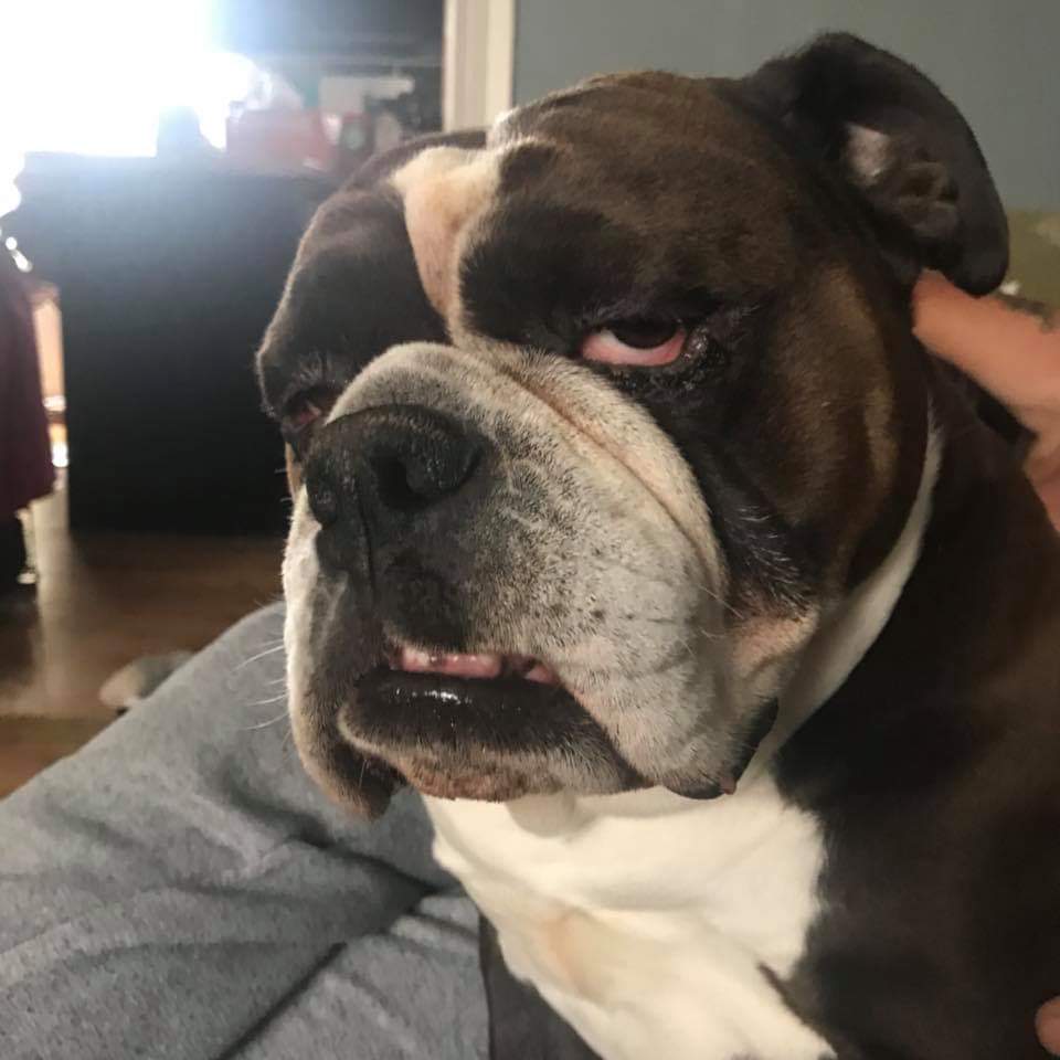 Is it just me or is this dog Chief Keef in animal form 😭😭 | Scrolller