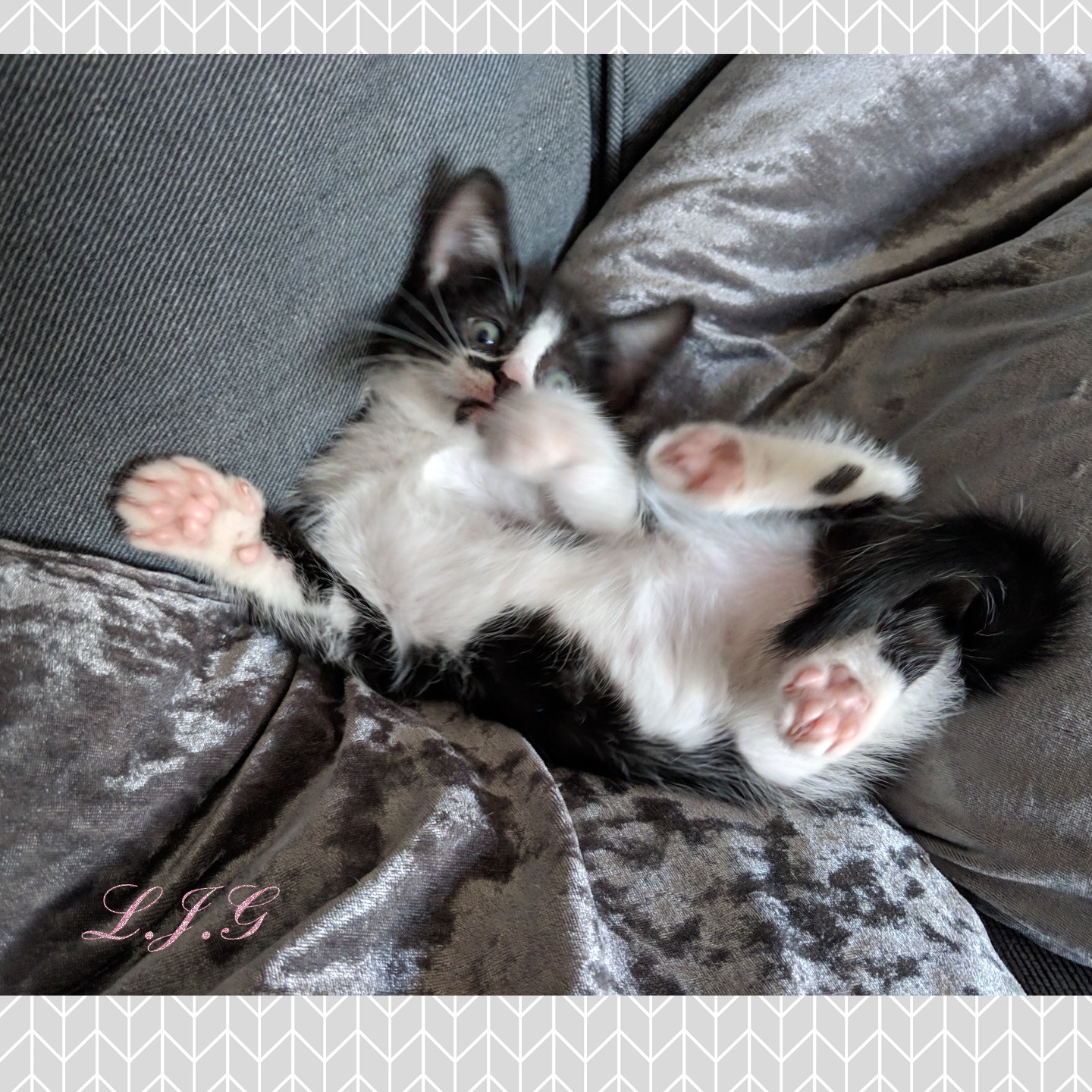 Is my kitty a thumb cat? | Scrolller