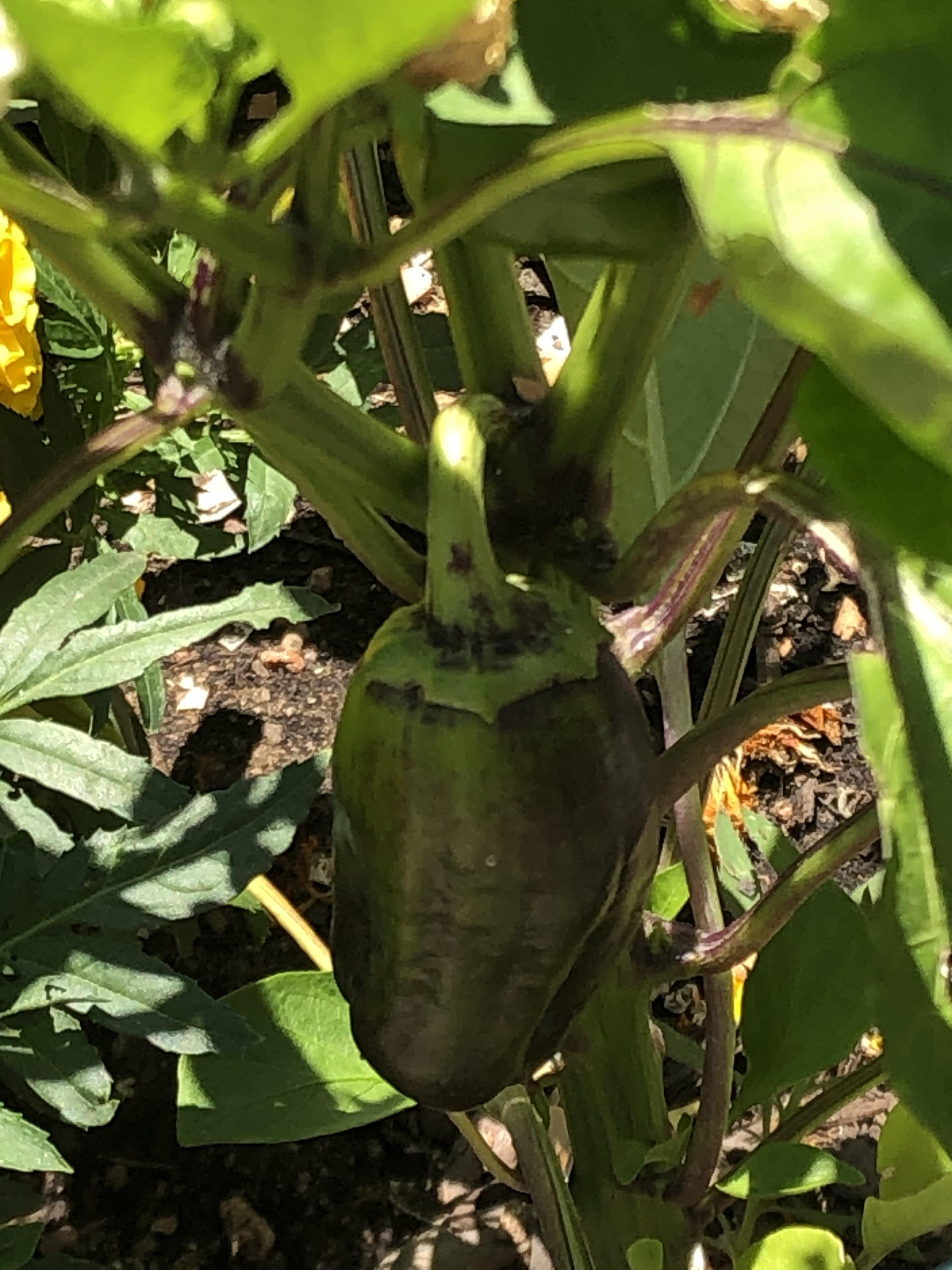 Is my pepper plant doomed?? It’s a purple bell pepper. HELP! | Scrolller