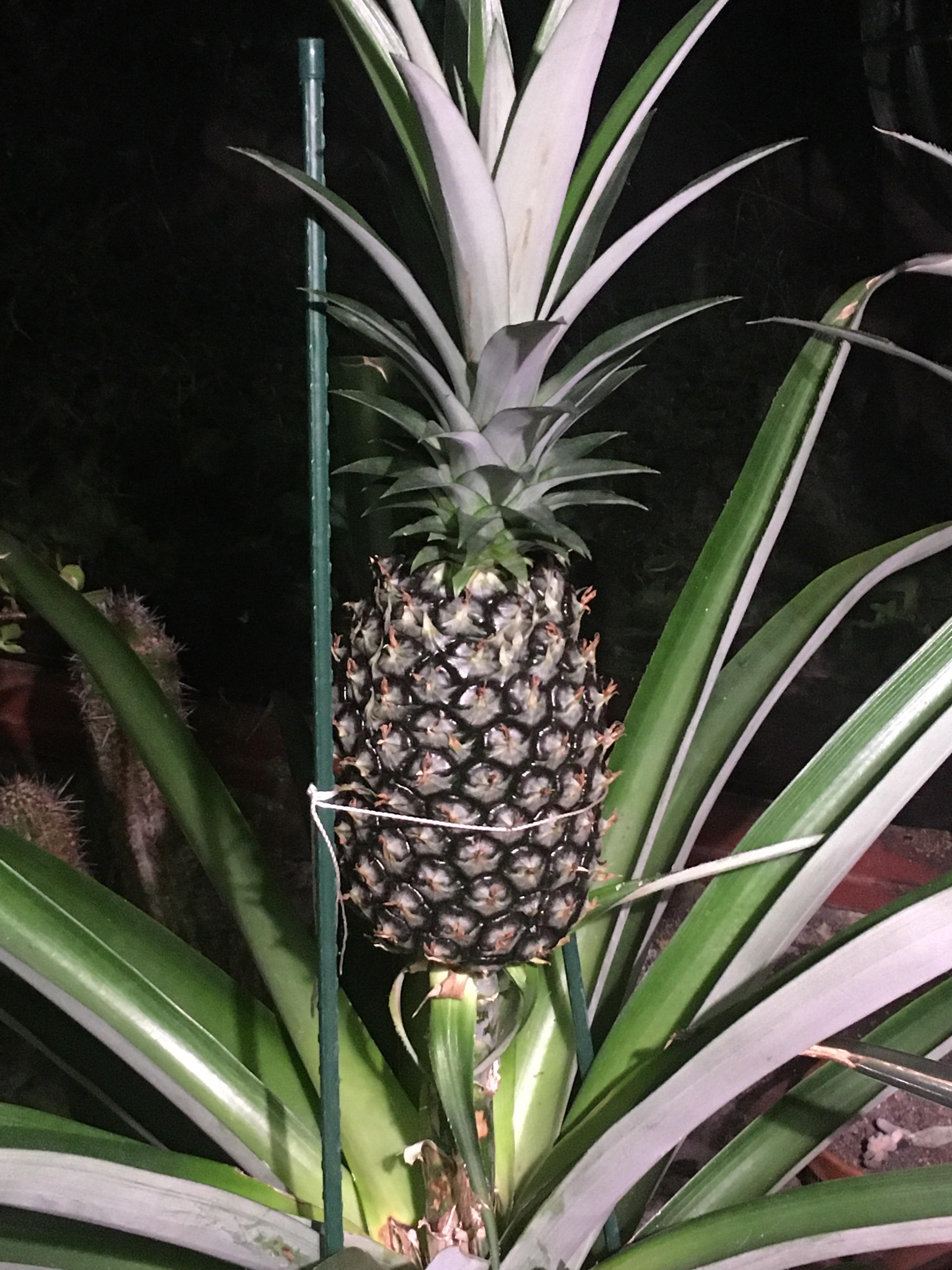 Is my pineapple alright? | Scrolller