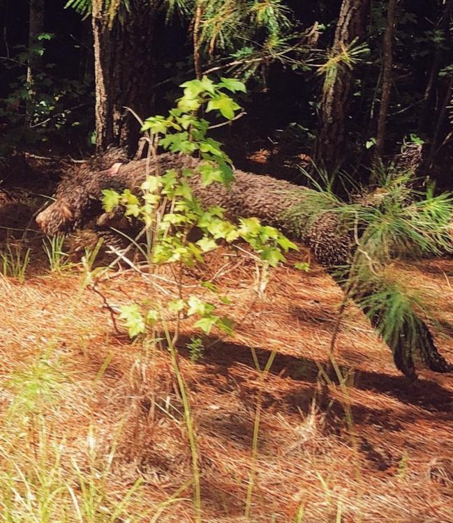 Is that a dog or a log? | Scrolller