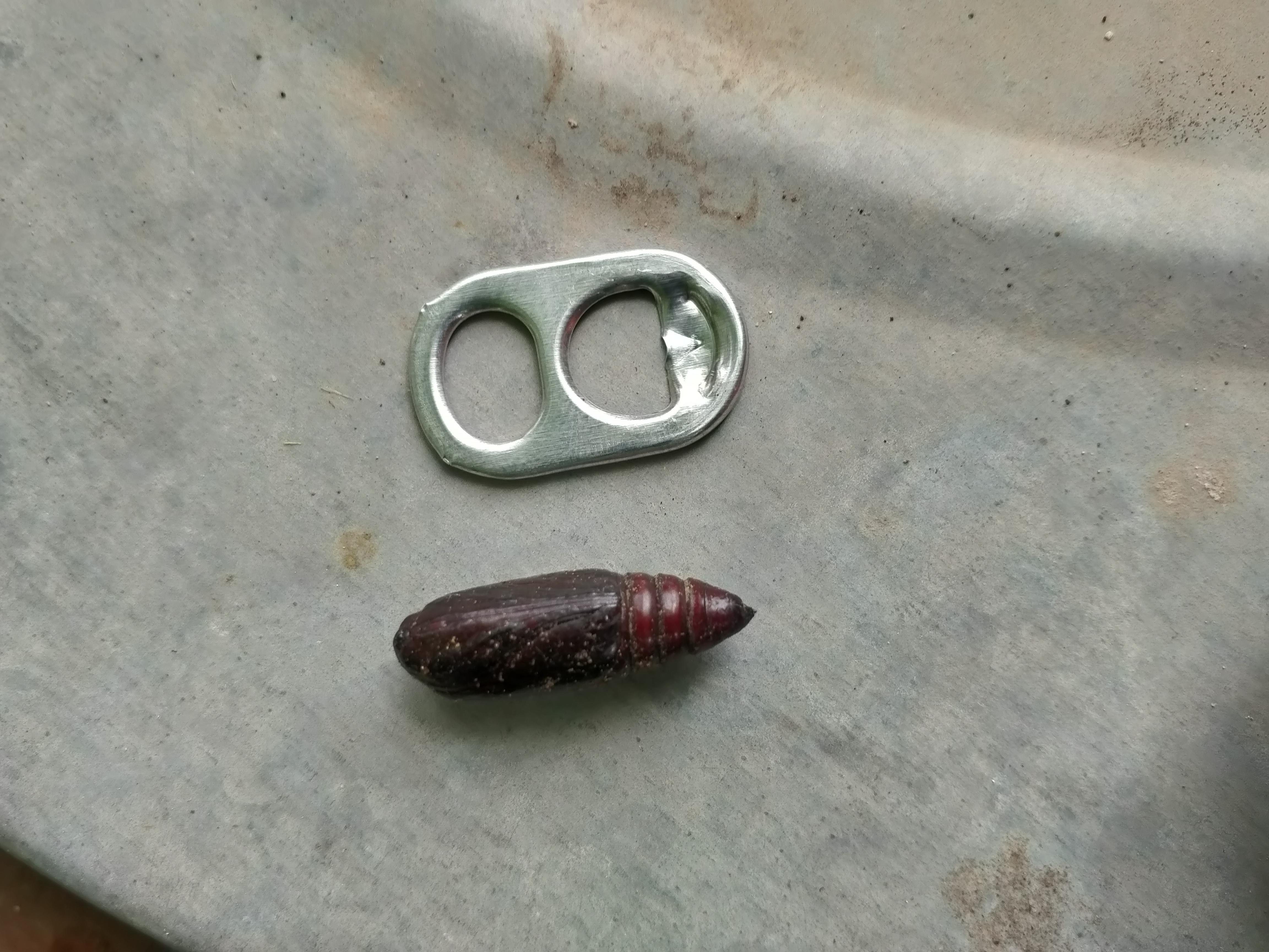 Is this a butterfly cocoon? | Scrolller