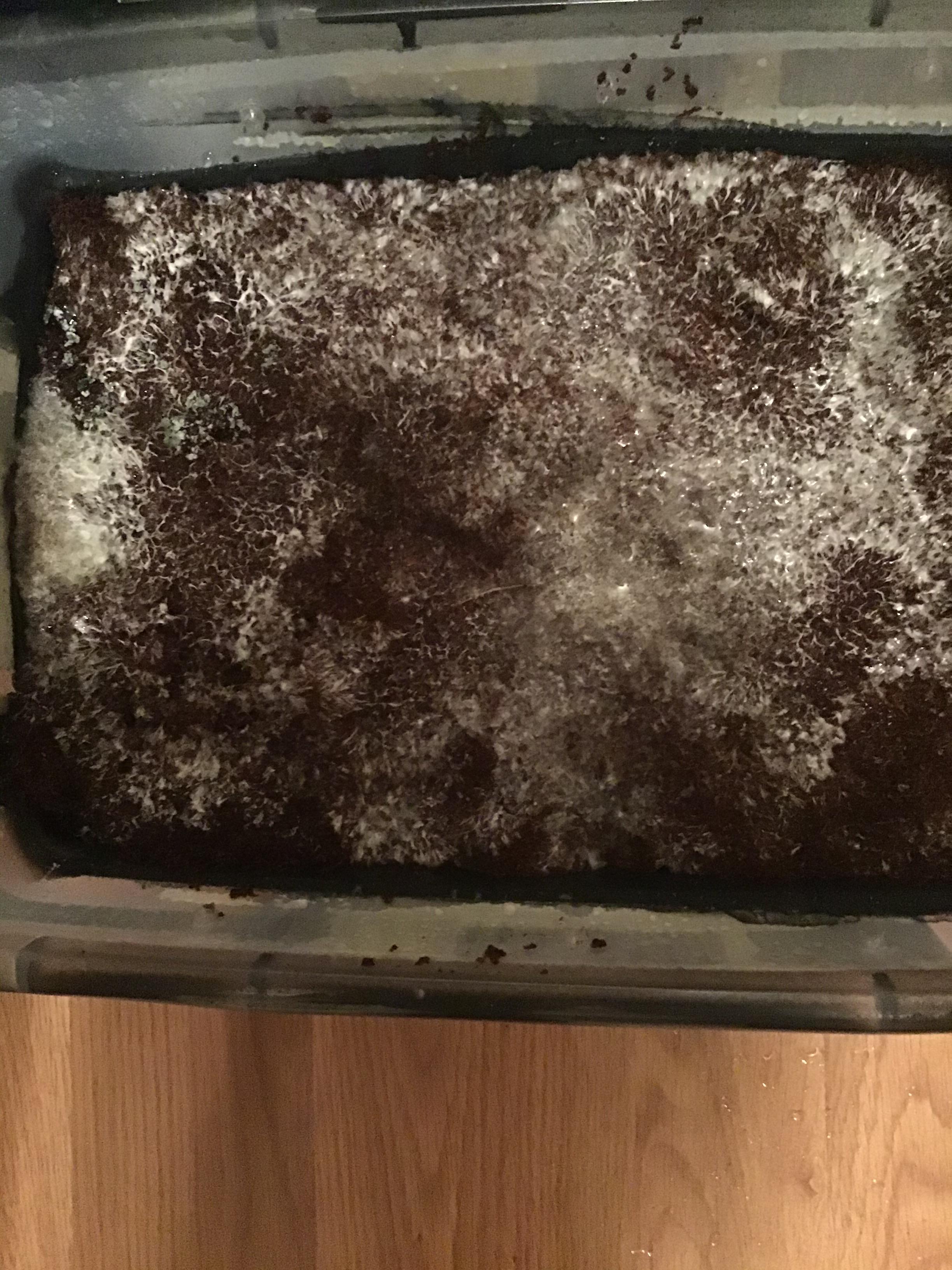 Is this contamination? (Top left) | Scrolller