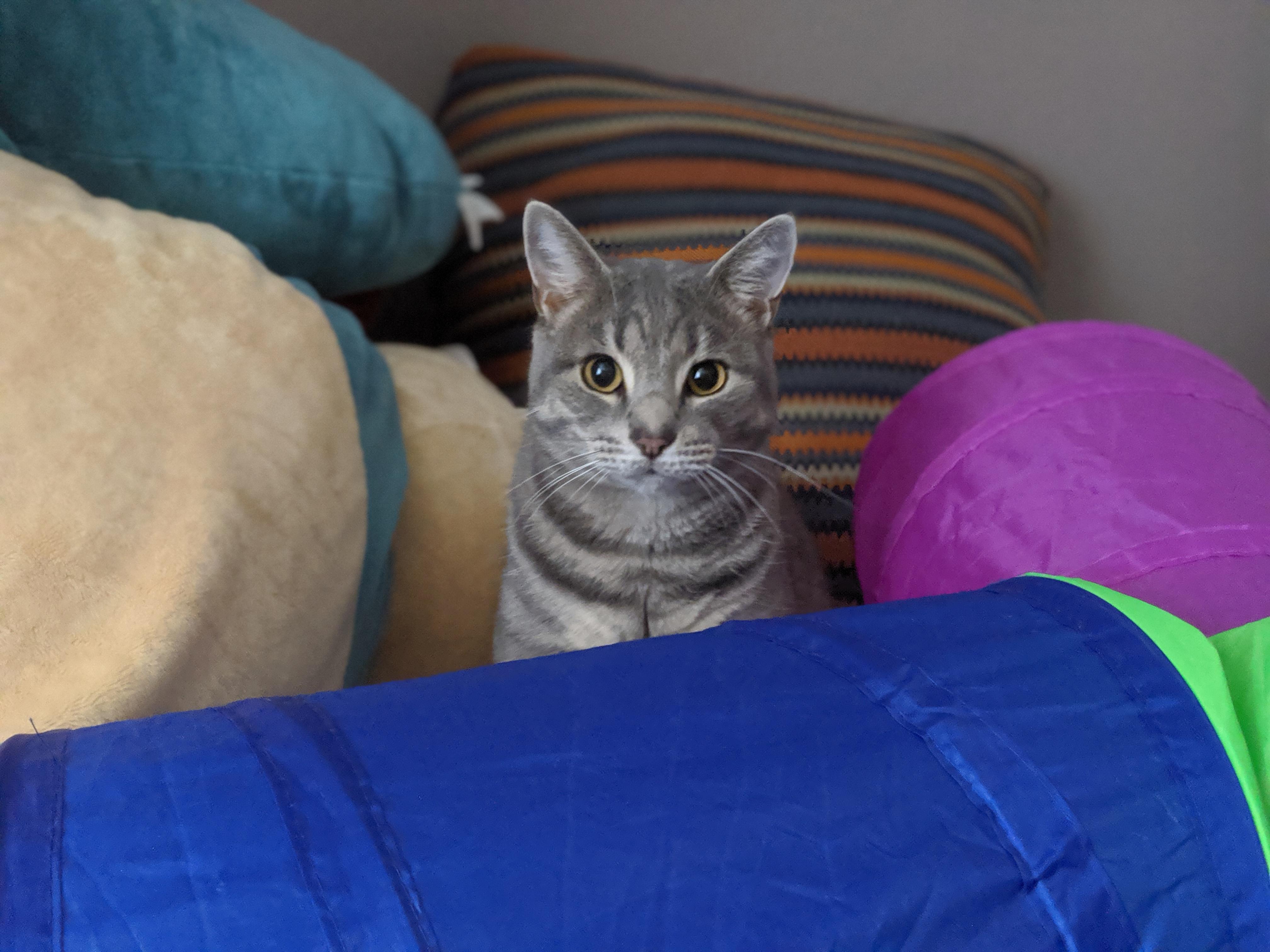 Is this the right sub for my boy Nitro? | Scrolller