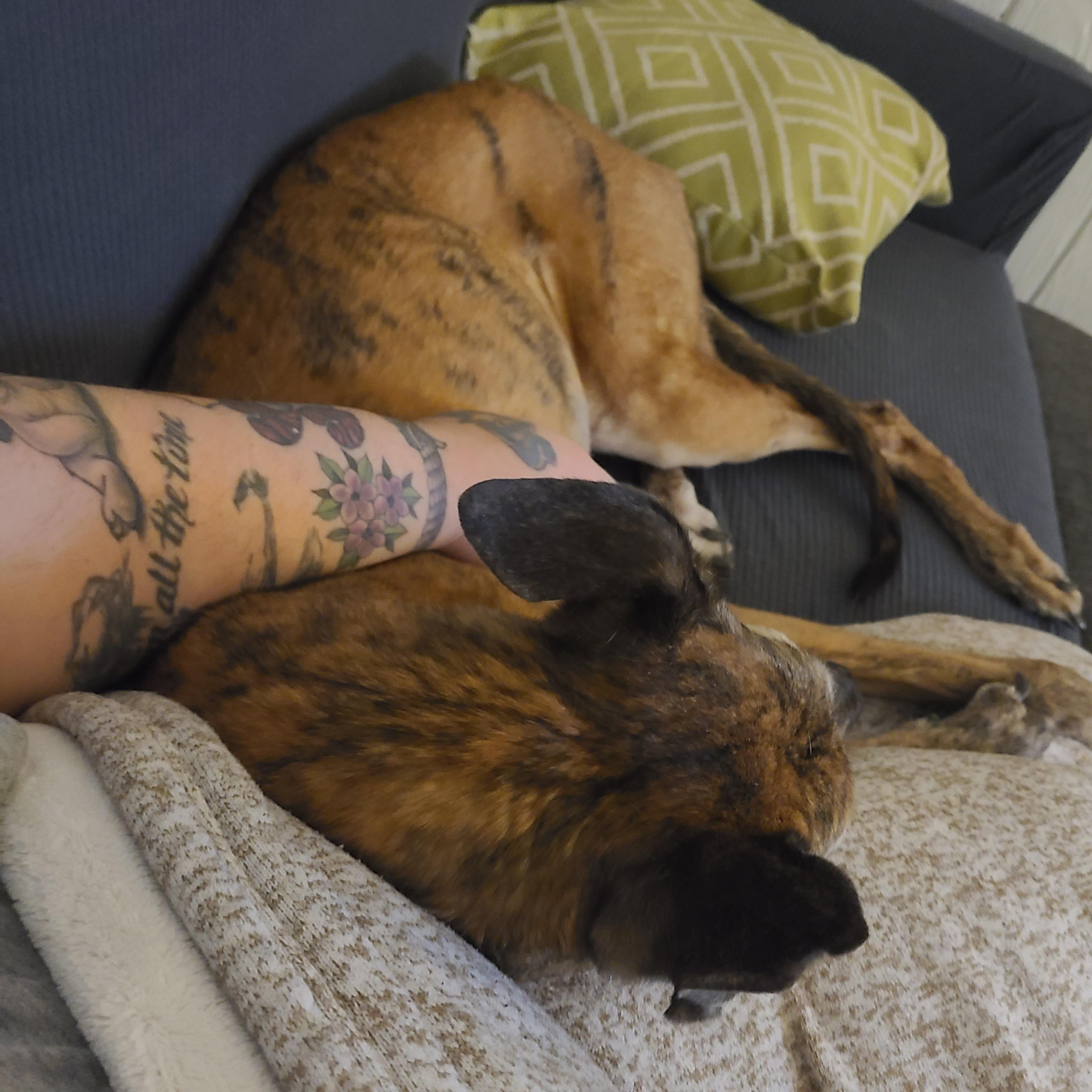 Isis has always been a major cuddler. | Scrolller