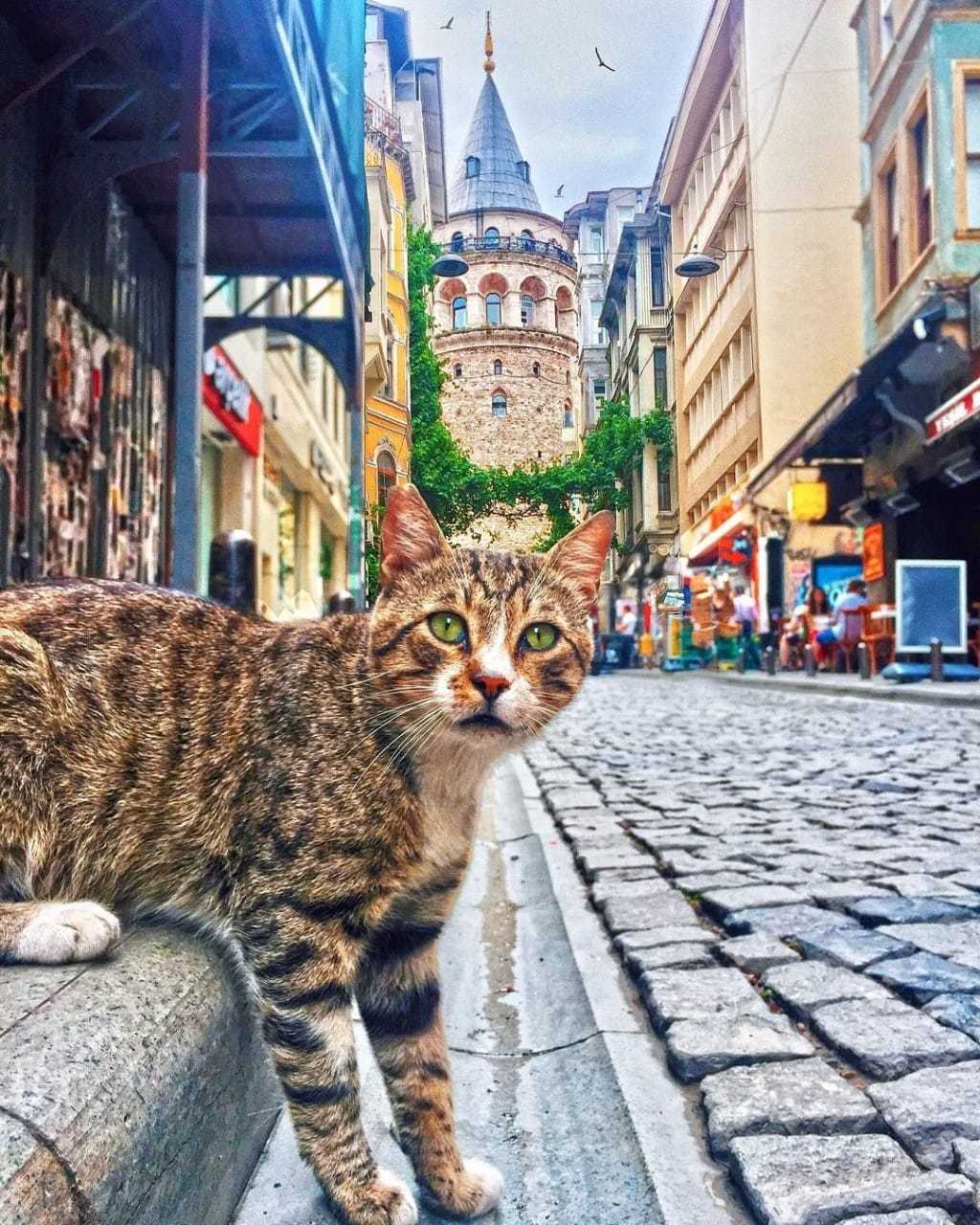 Discover more like CatSlaps: istanbul and Related Content | Scrolller