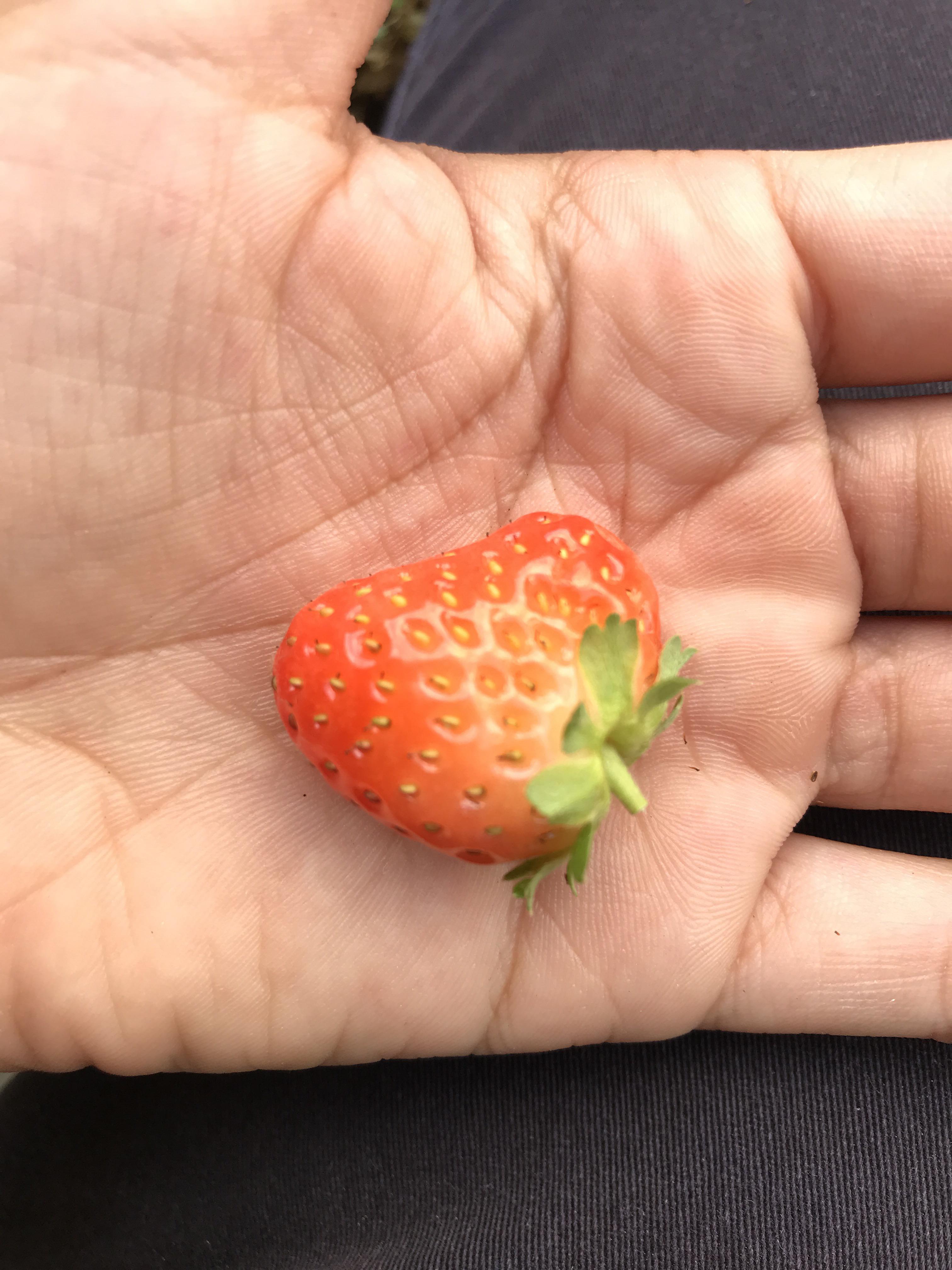 It looked like a cute pure lil strawberry | Scrolller