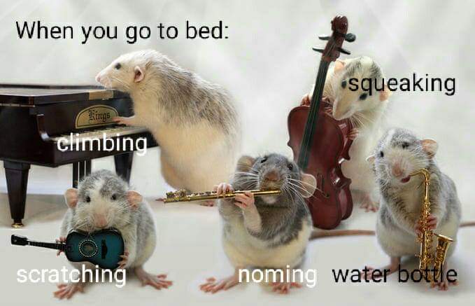 It really be like dat | Scrolller