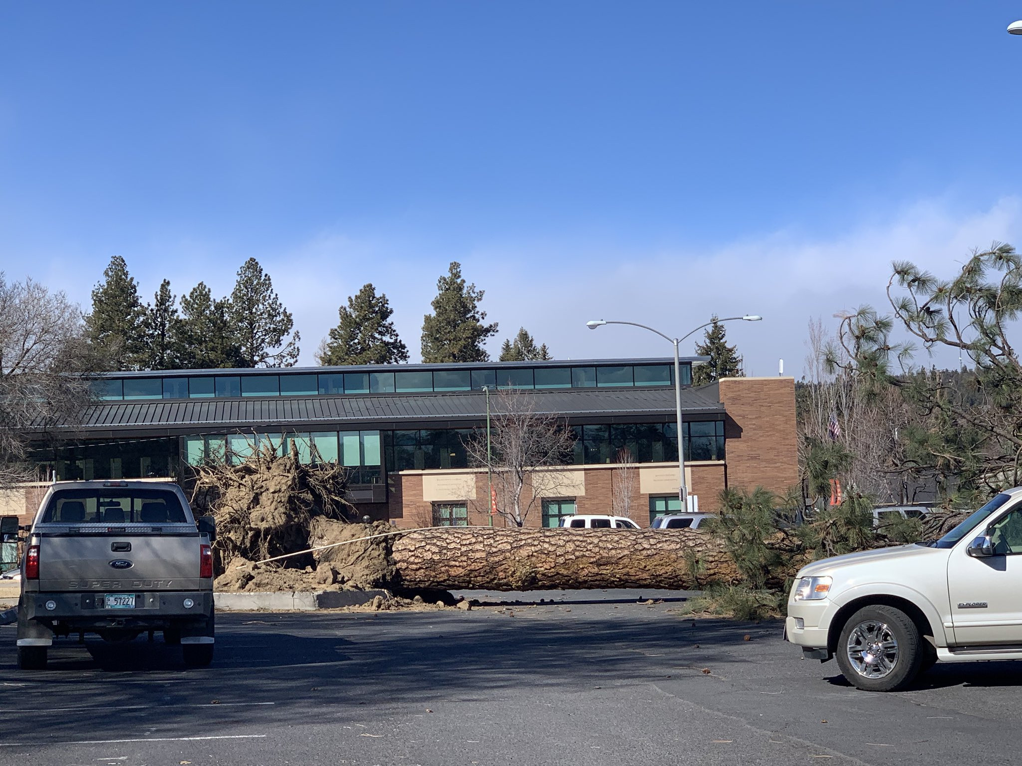 It really was windy! The leaning ponderosa outside old school building downtown finally came ...