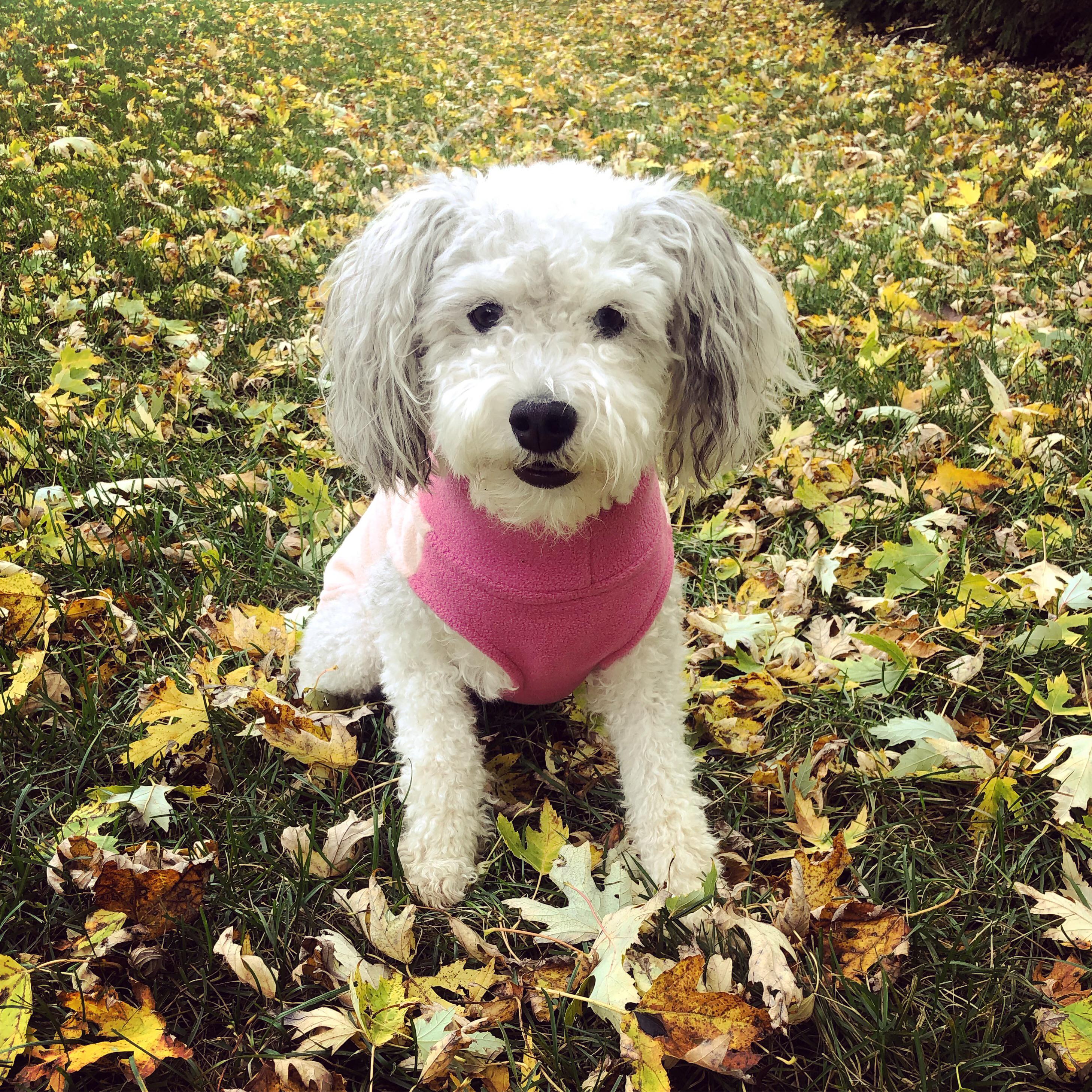 It’s Fall, Y’all! | Scrolller