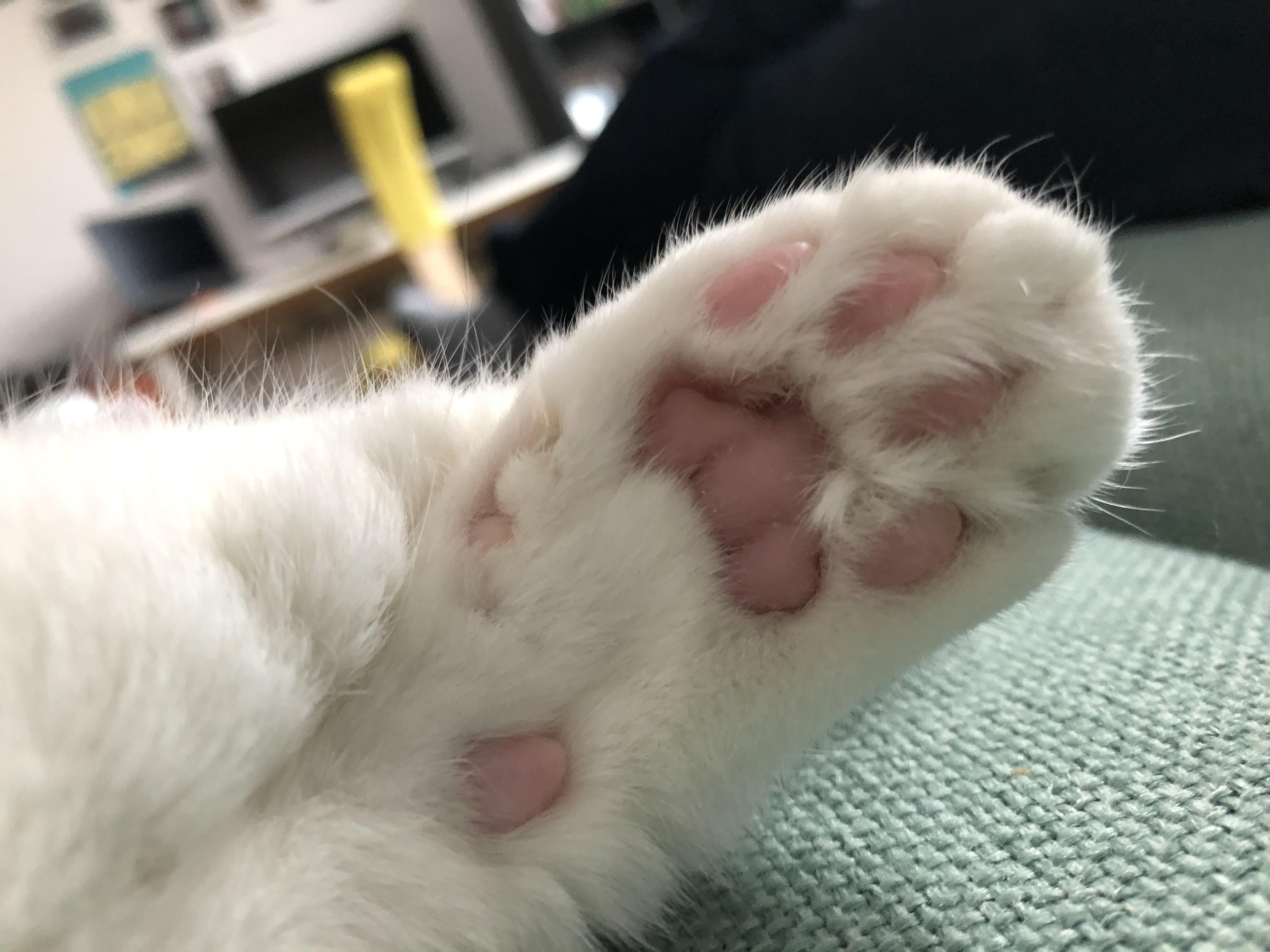 It’s so fluffy!! | Scrolller