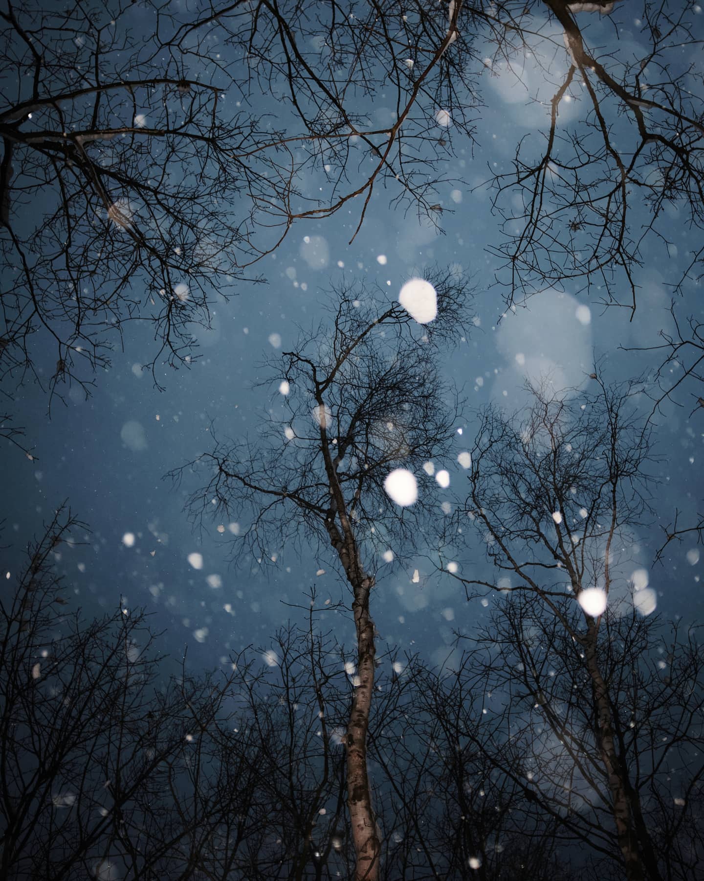 ITAP in the forest during a snowfall | Scrolller