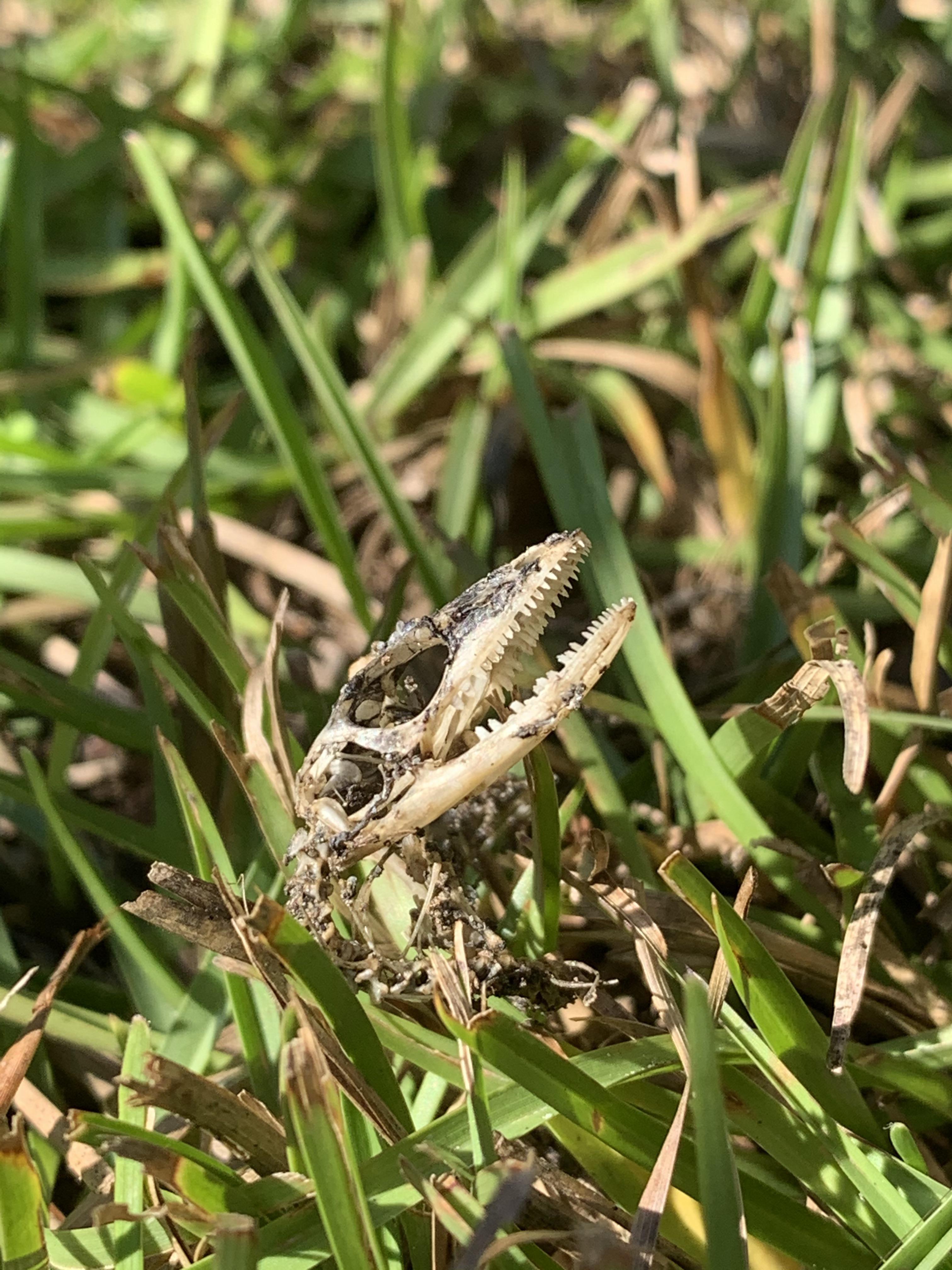 ITAP of a dead lizard | Scrolller