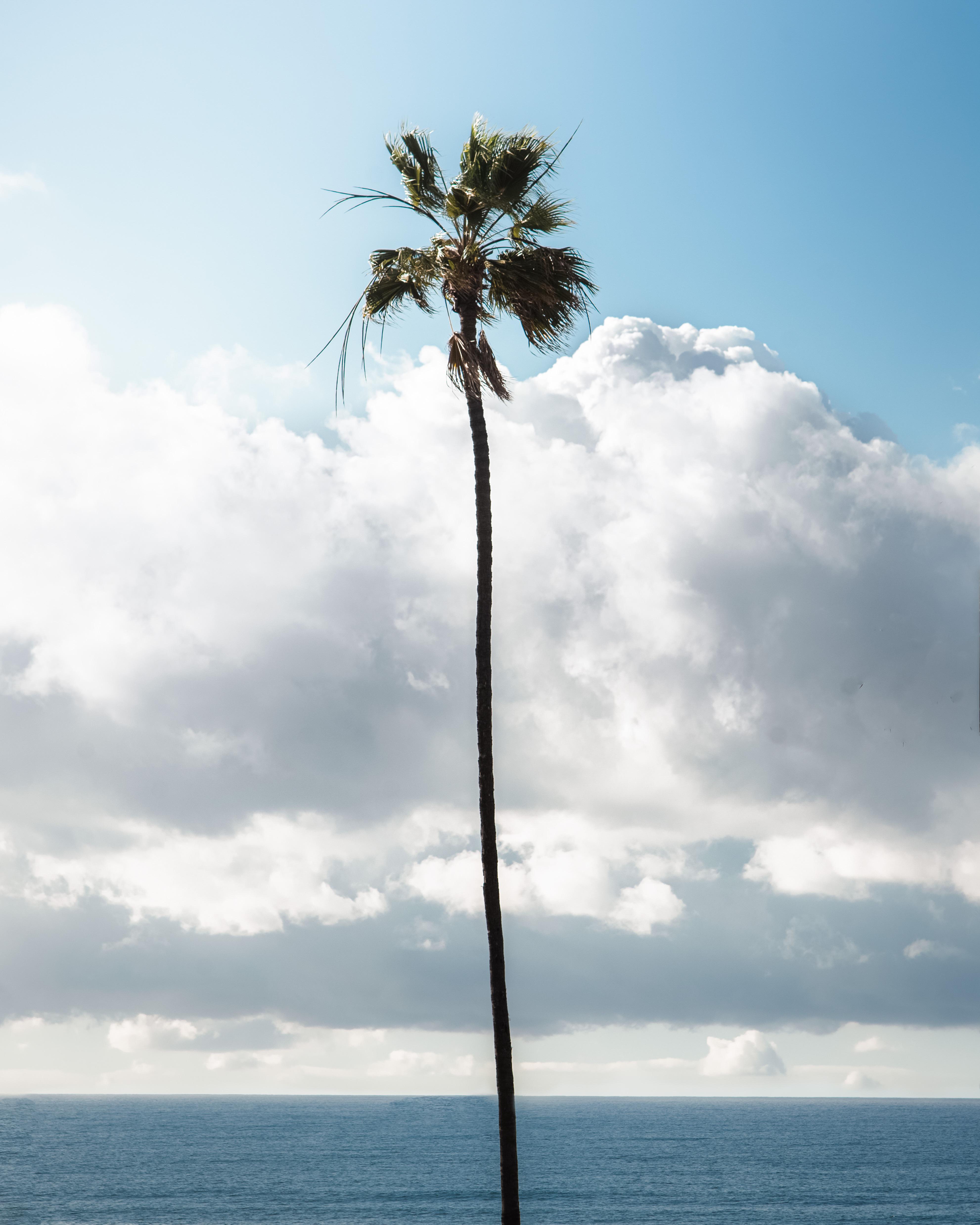 ITAP of a palm tree | Scrolller