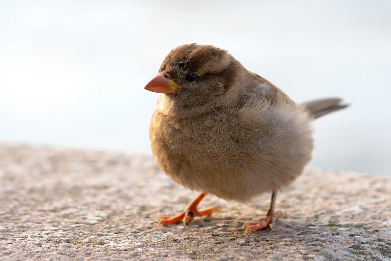 ITAP of a sparrow | Scrolller