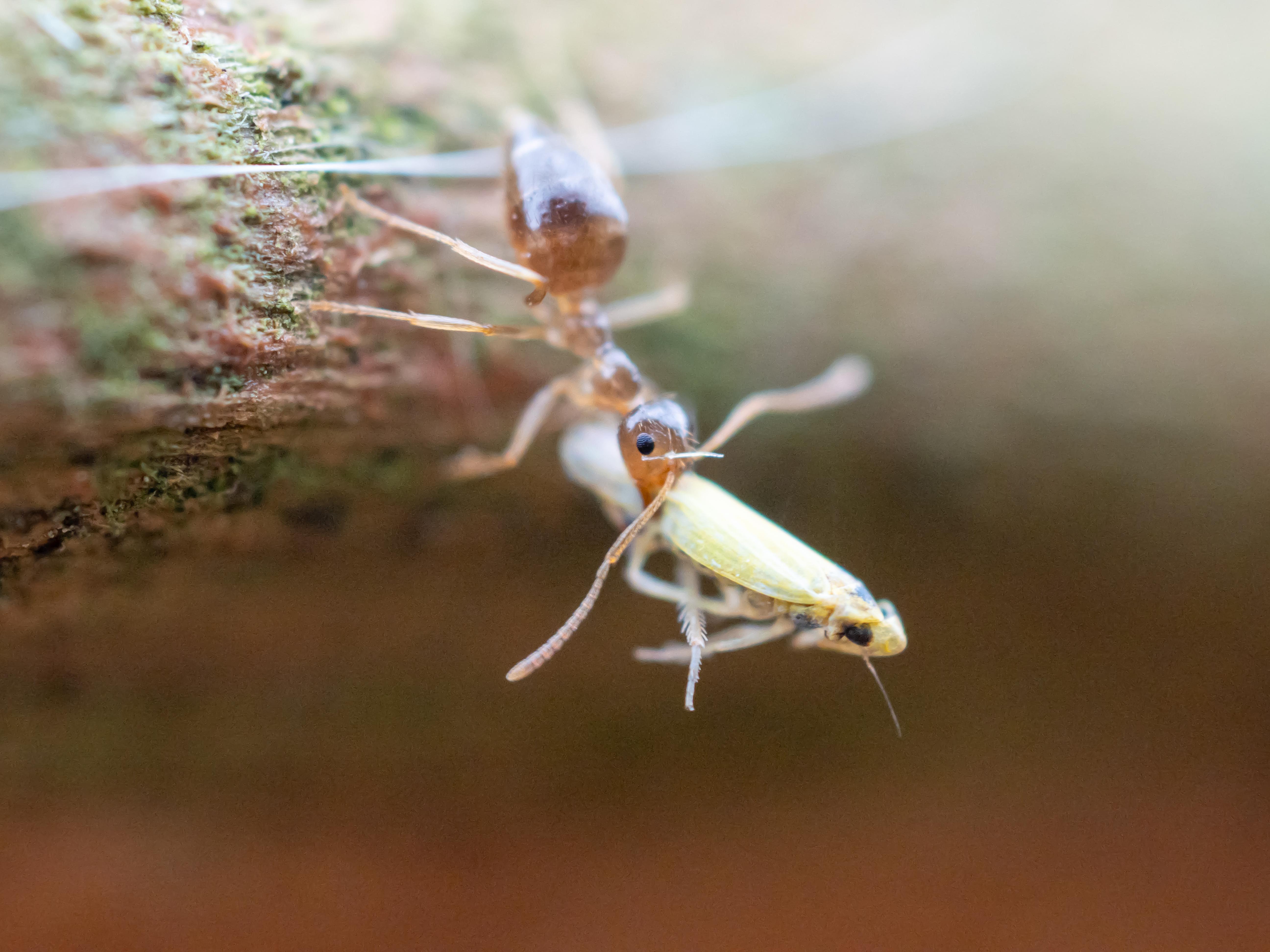 ITAP of an insect carrying an insect | Scrolller