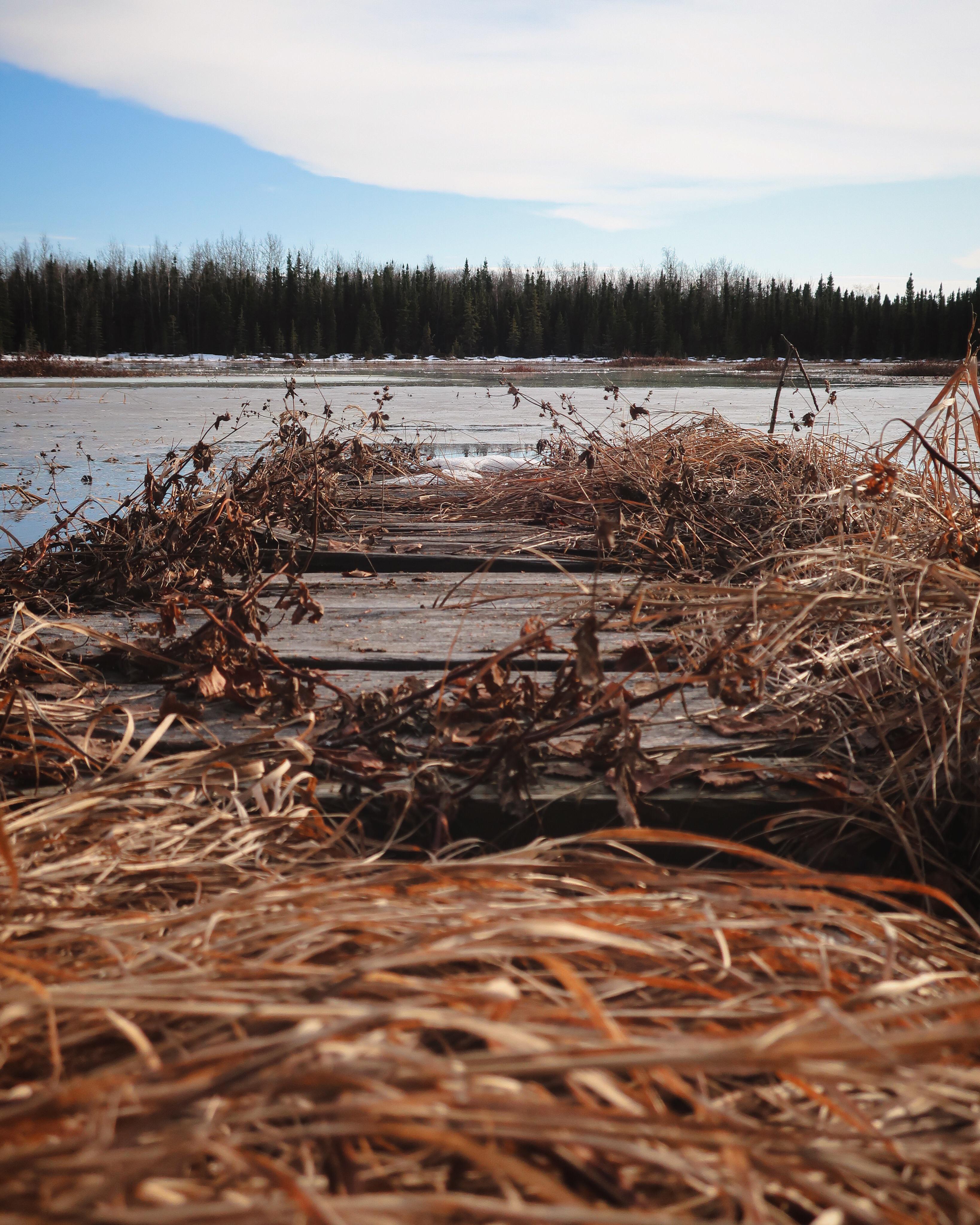 ITAP of an old dock in a marsh | Scrolller