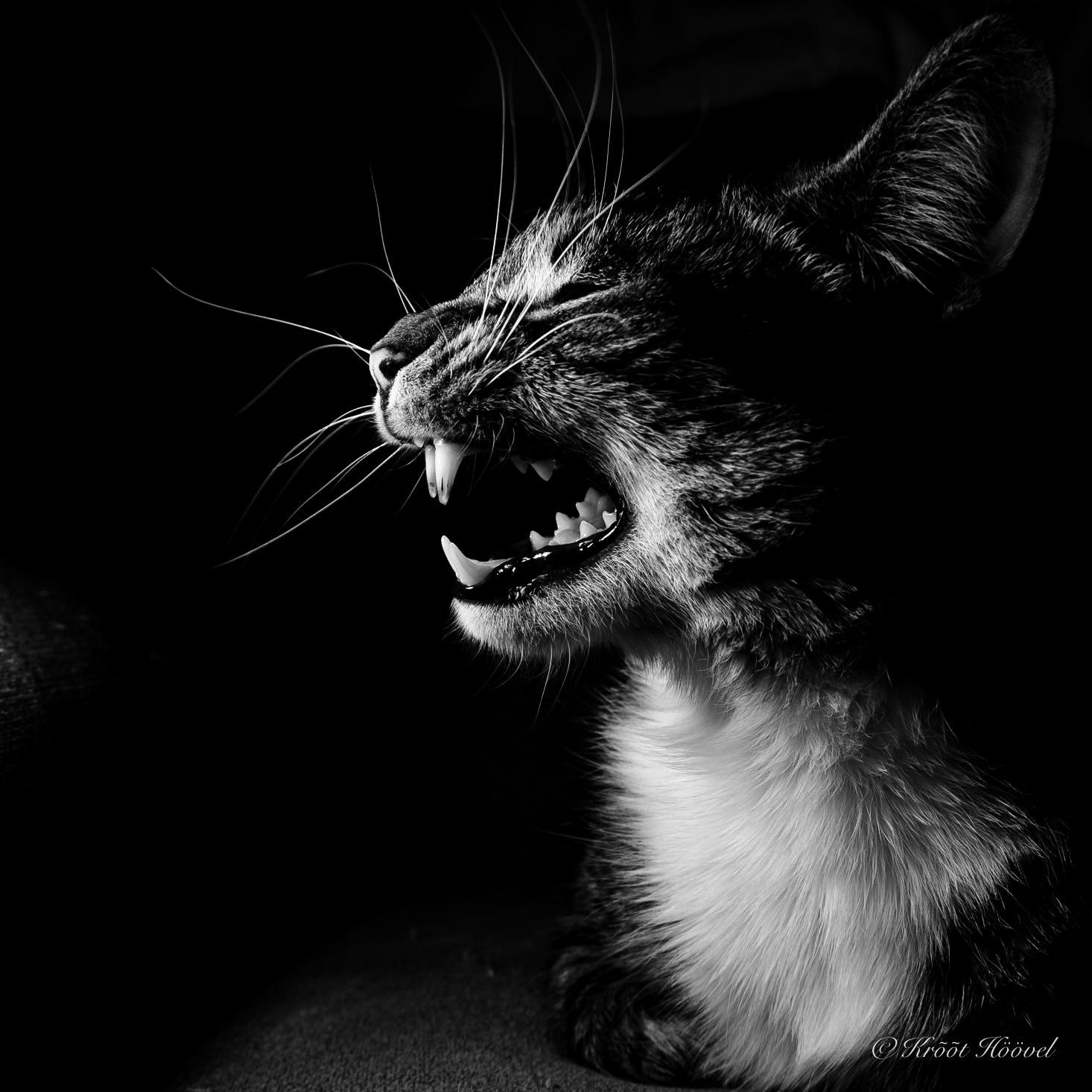 ITAP of my cat mid yawn | Scrolller