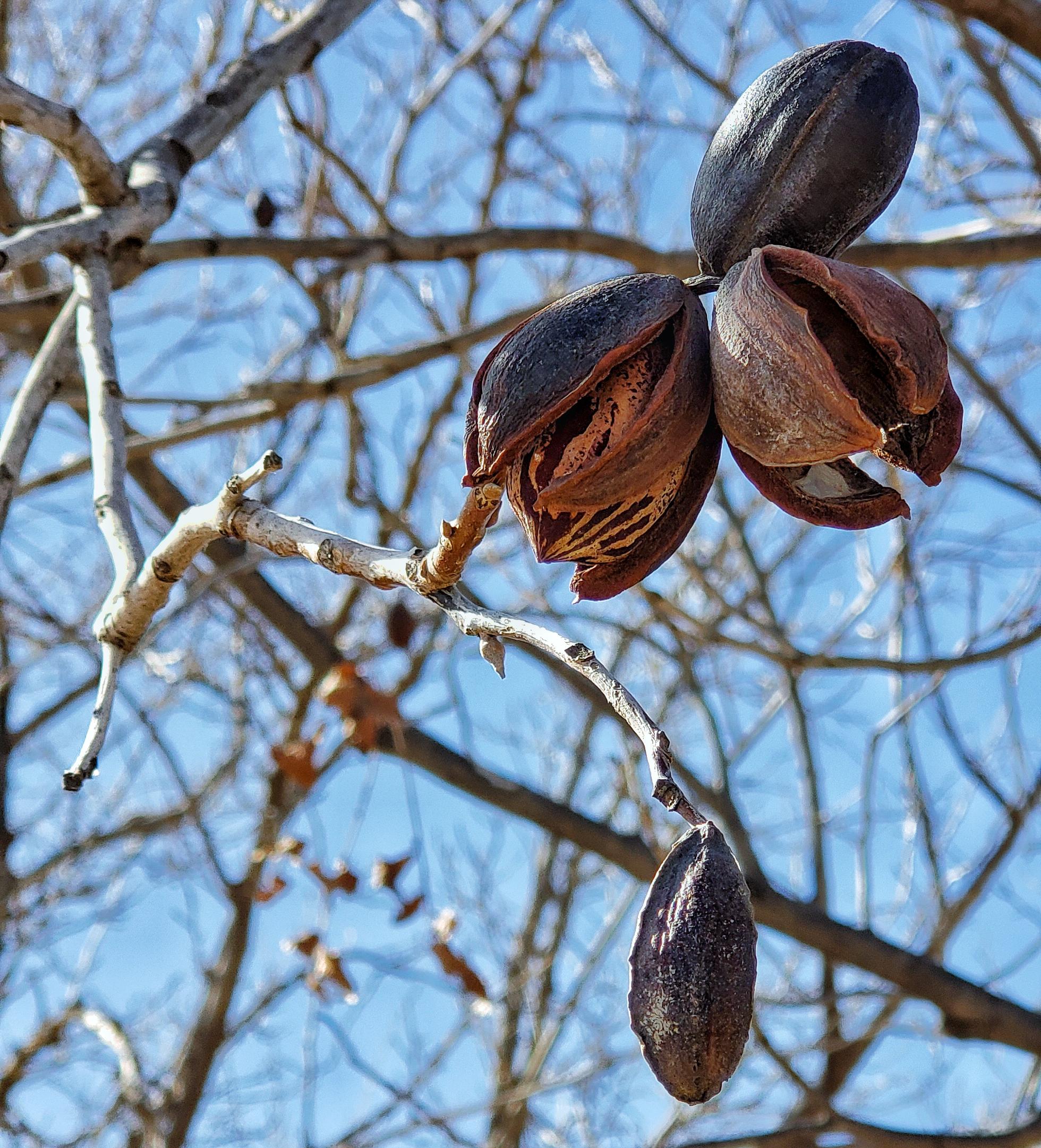 ITAP peacan on the tree | Scrolller