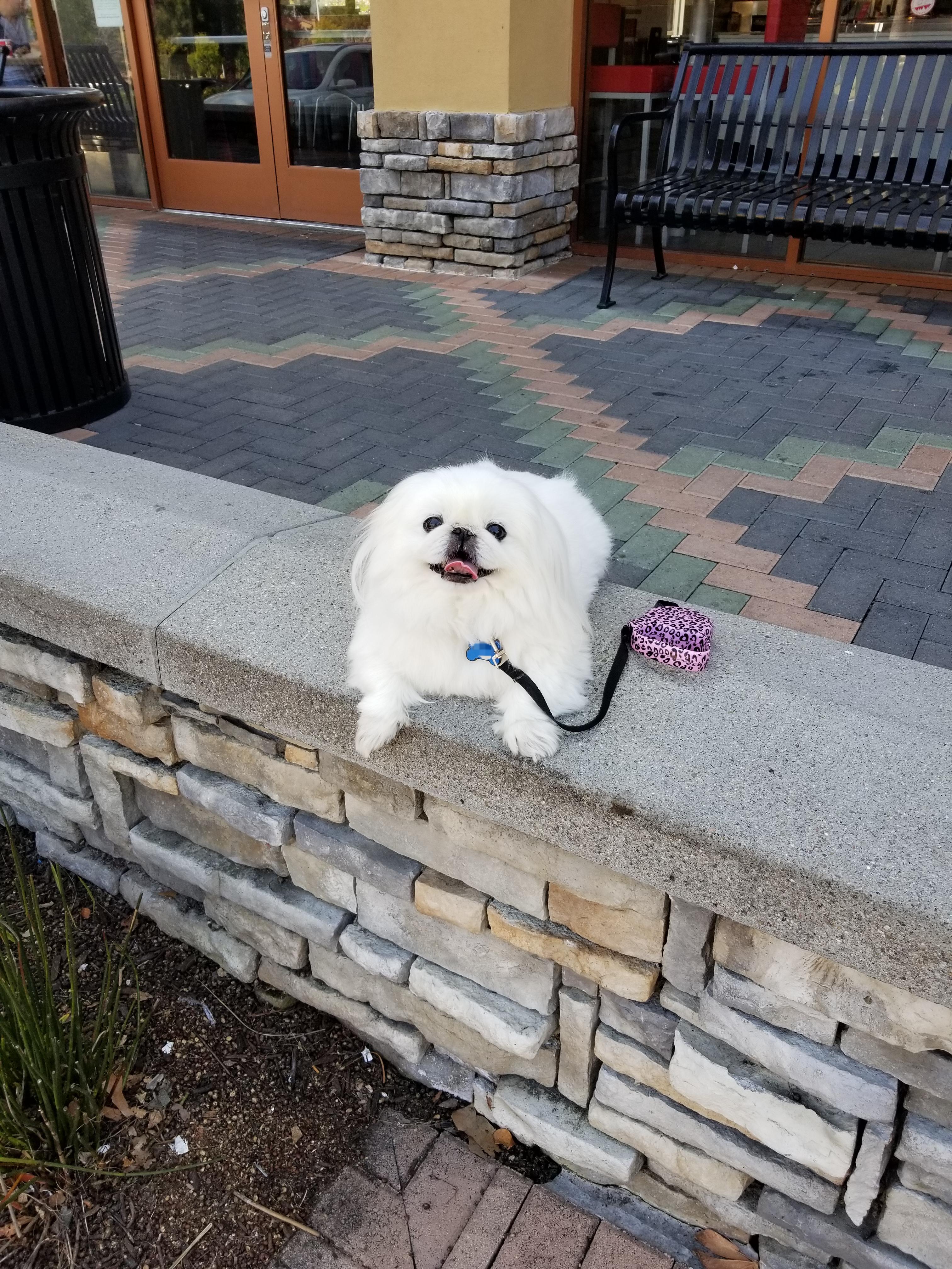 Its Milk! Peke checking in! | Scrolller